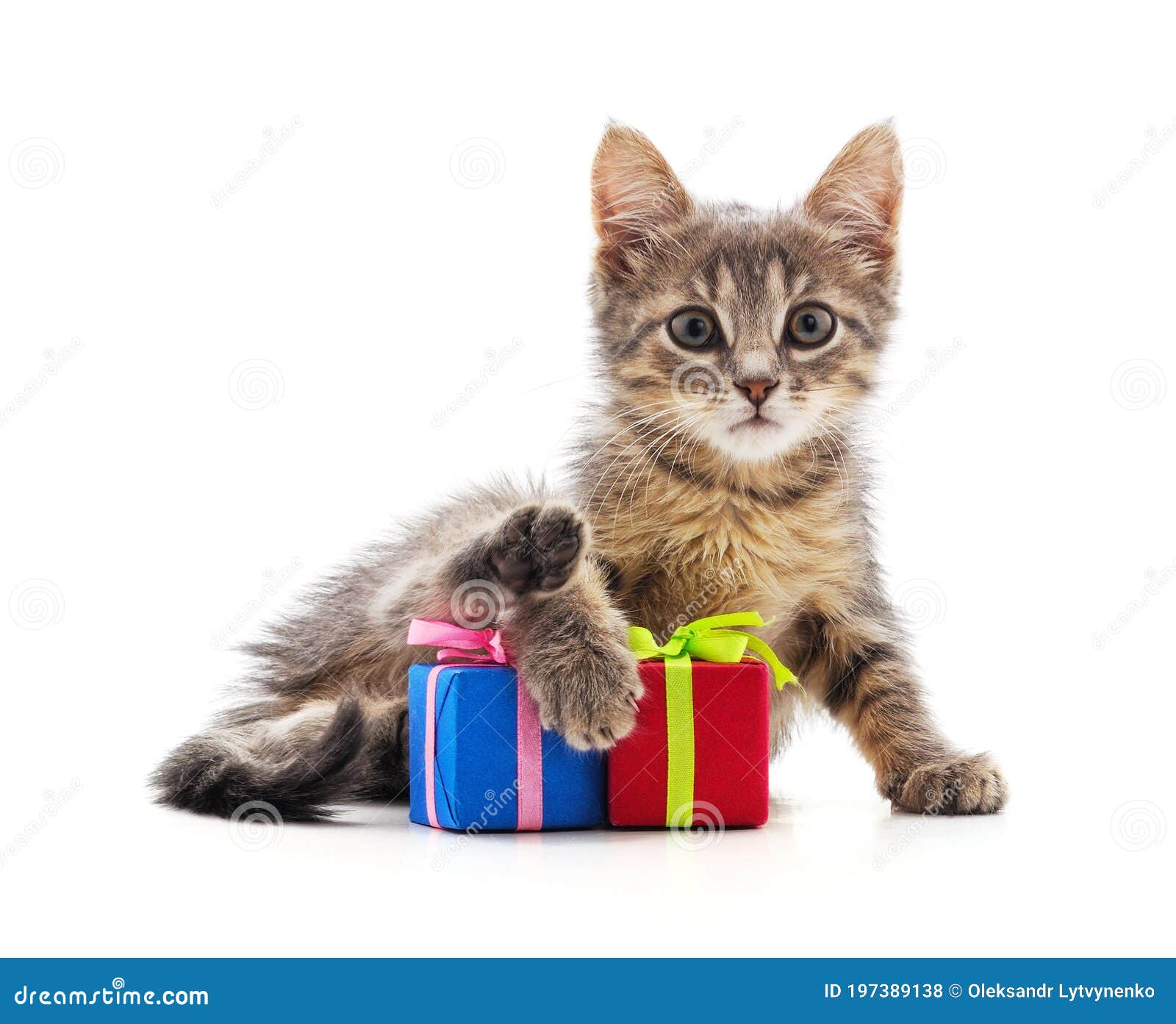 Kitten with a gifts stock photo. Image of closeup, garland - 197389138