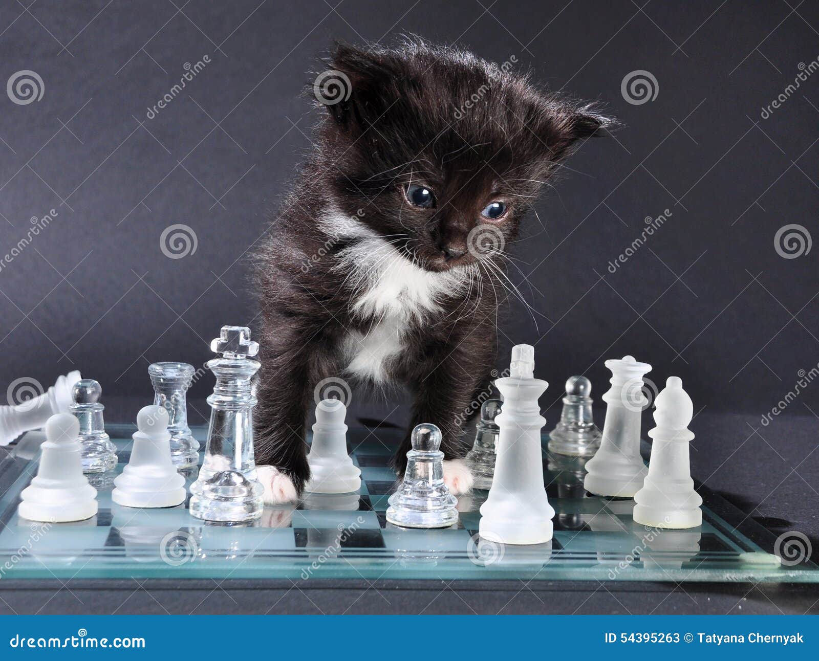 Kitten Glass Chess Board with Falled Pieces Stock Image - Image of ...