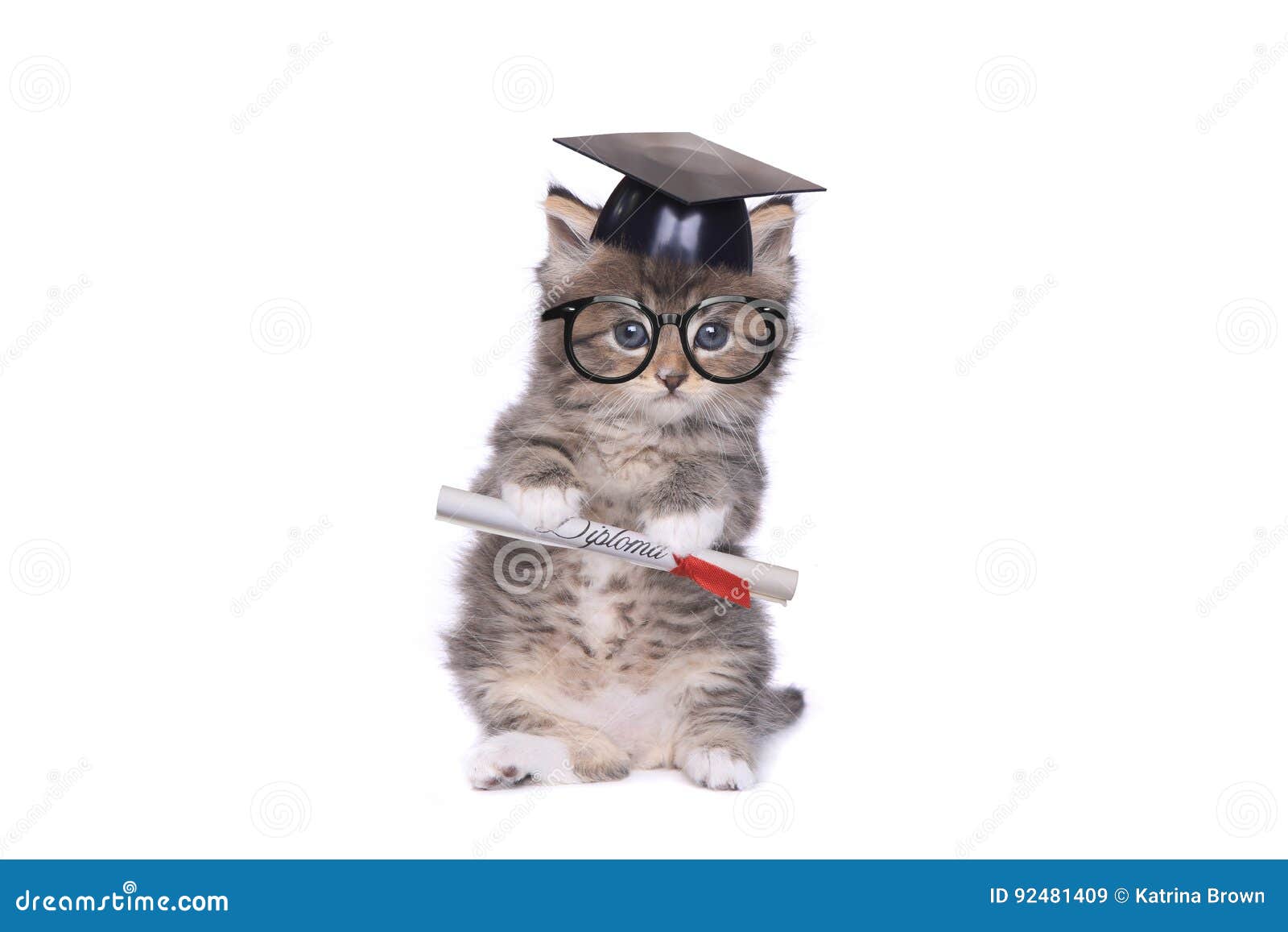 Kitten Graduating with Diploma Imagem de Stock - Imagem de animal ...