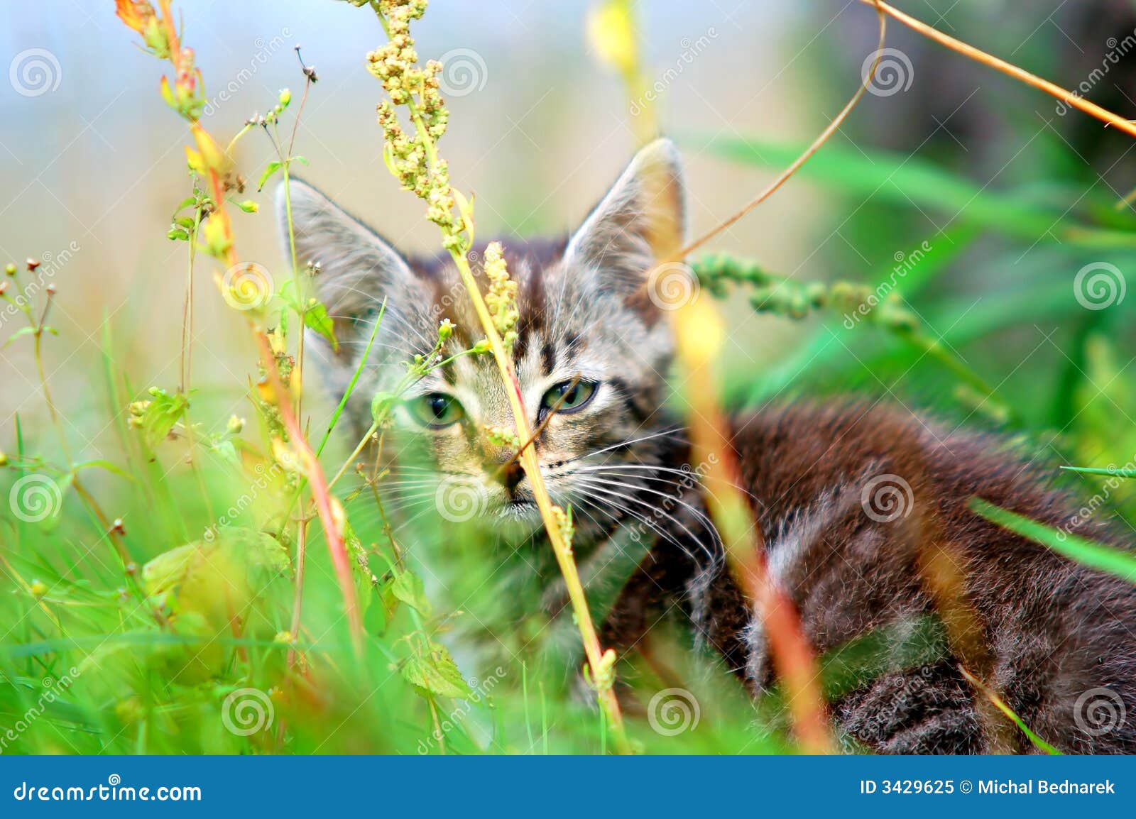 Kitten in the grass stock image. Image of charming, frisky - 3429625