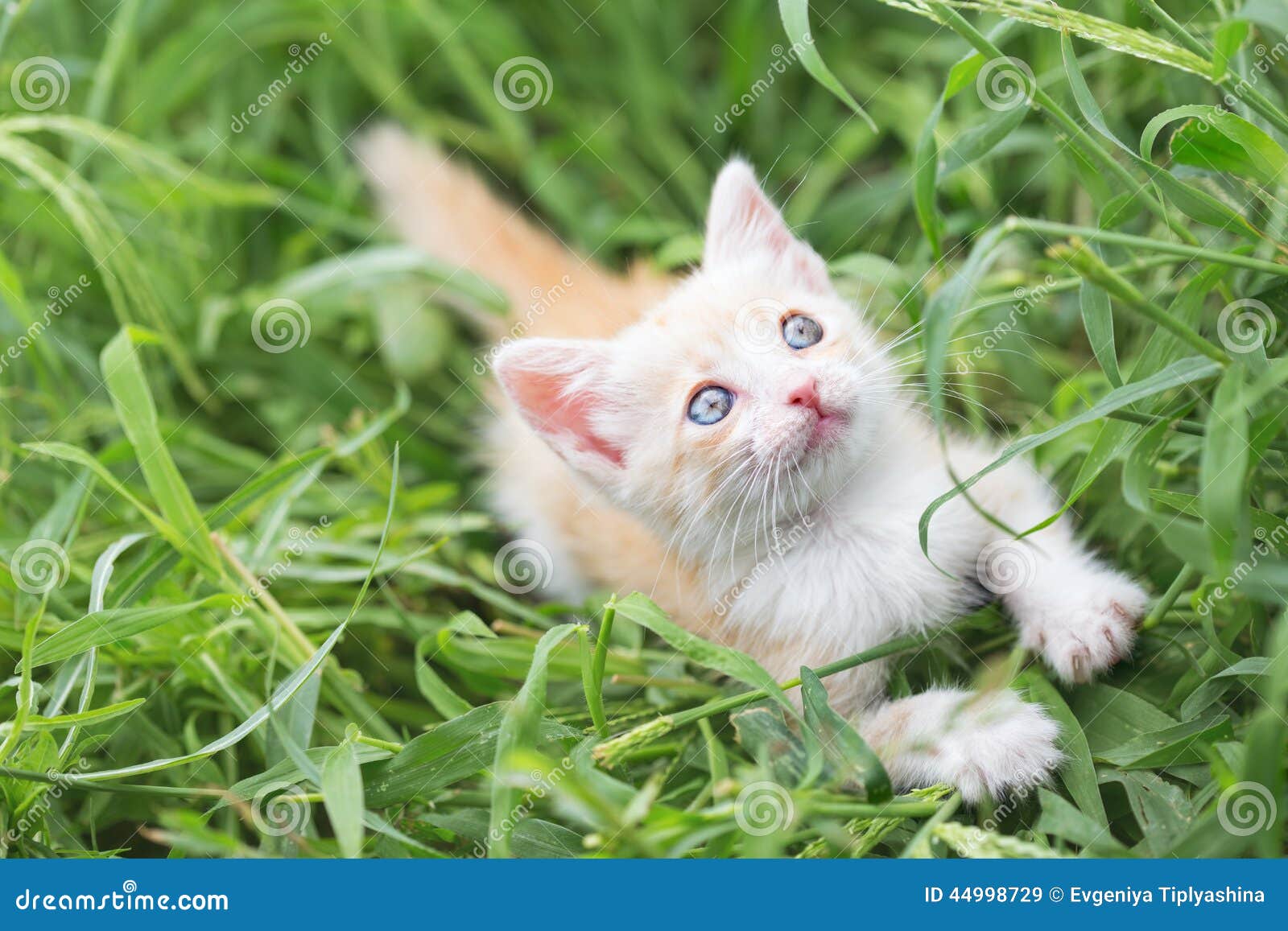 Kitten in the grass stock image. Image of white, green - 44998729