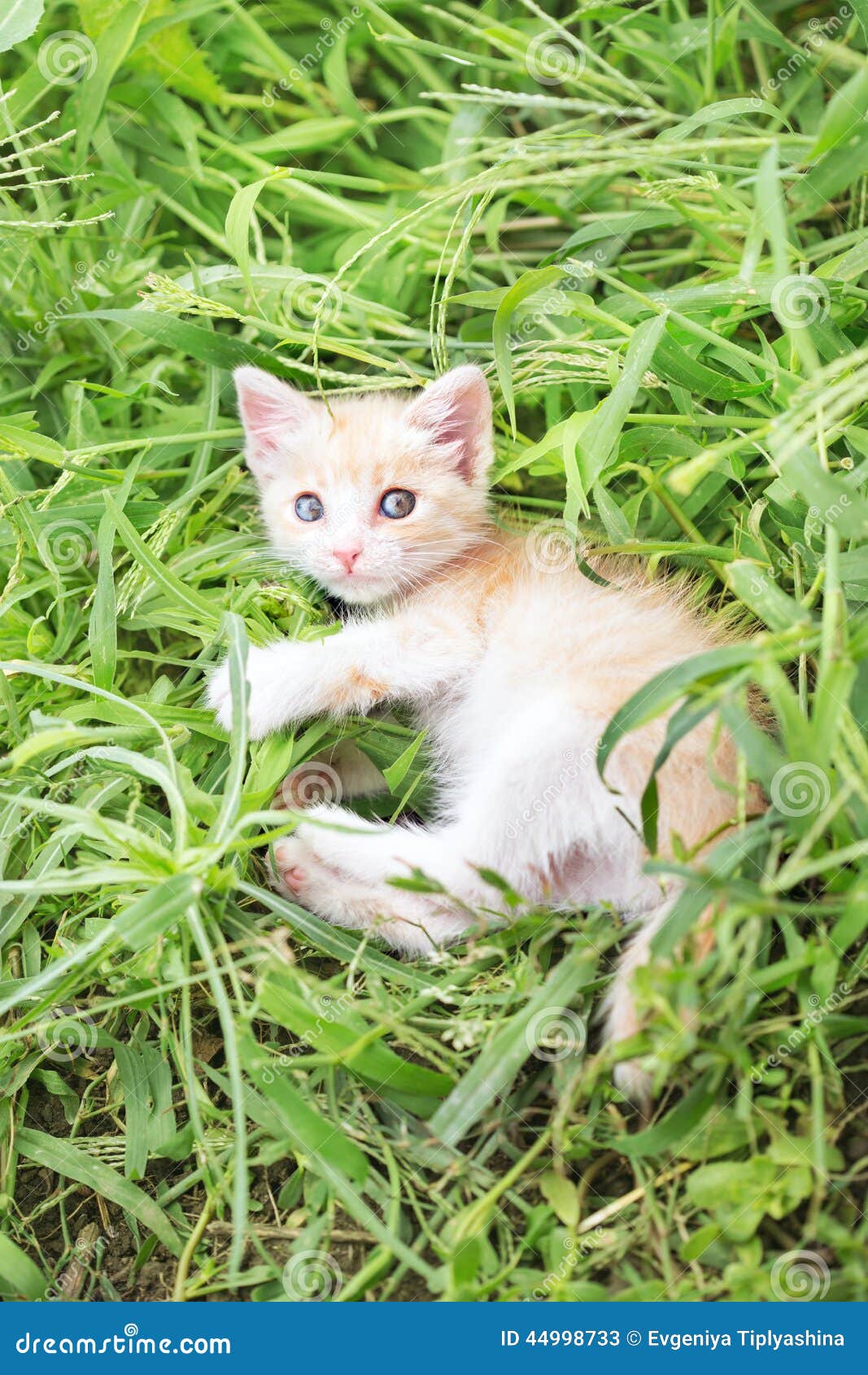 Kitten in the grass stock image. Image of playful, pretty - 44998733