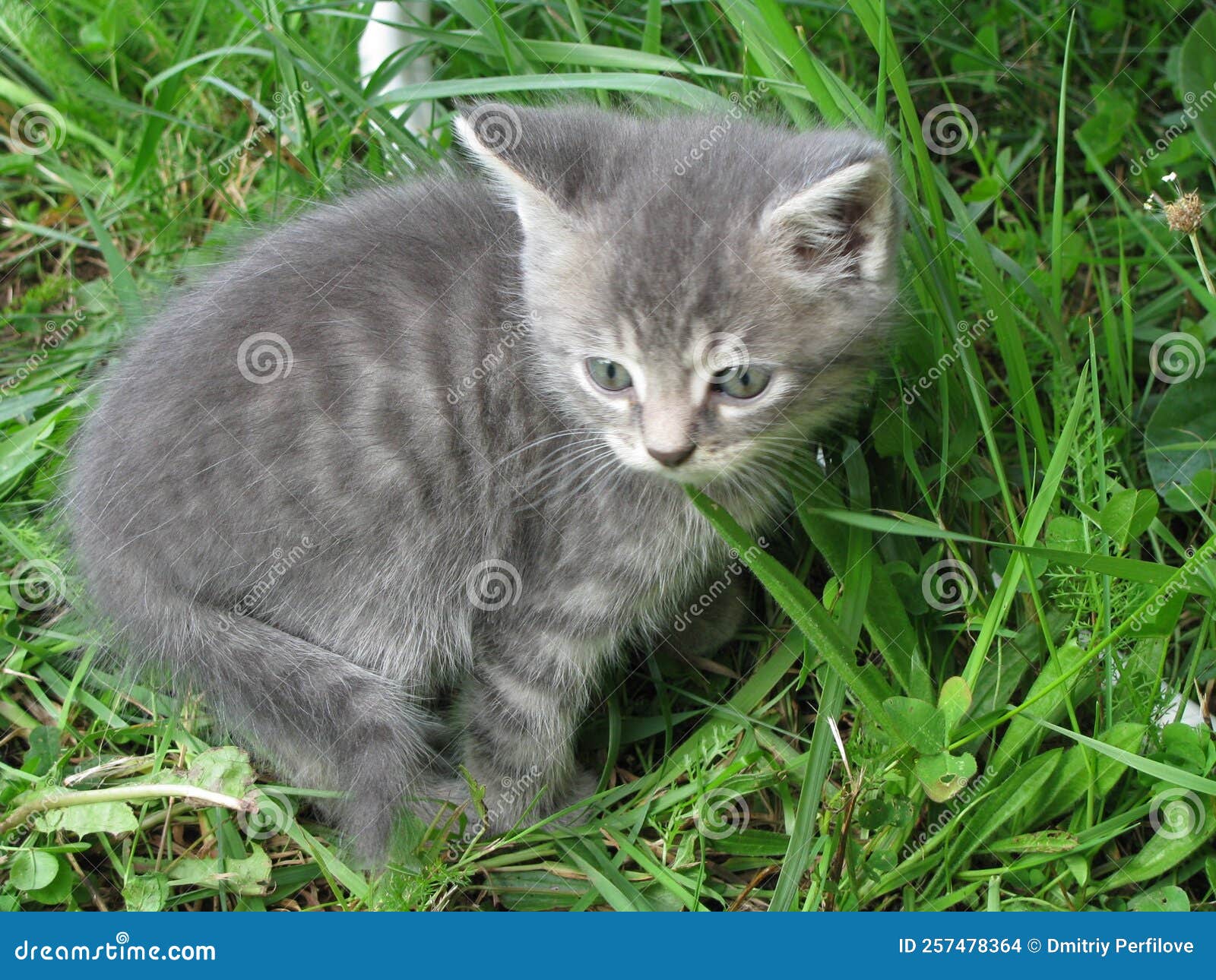 Kitten in the grass stock photo. Image of wildlife, whiskers - 257478364