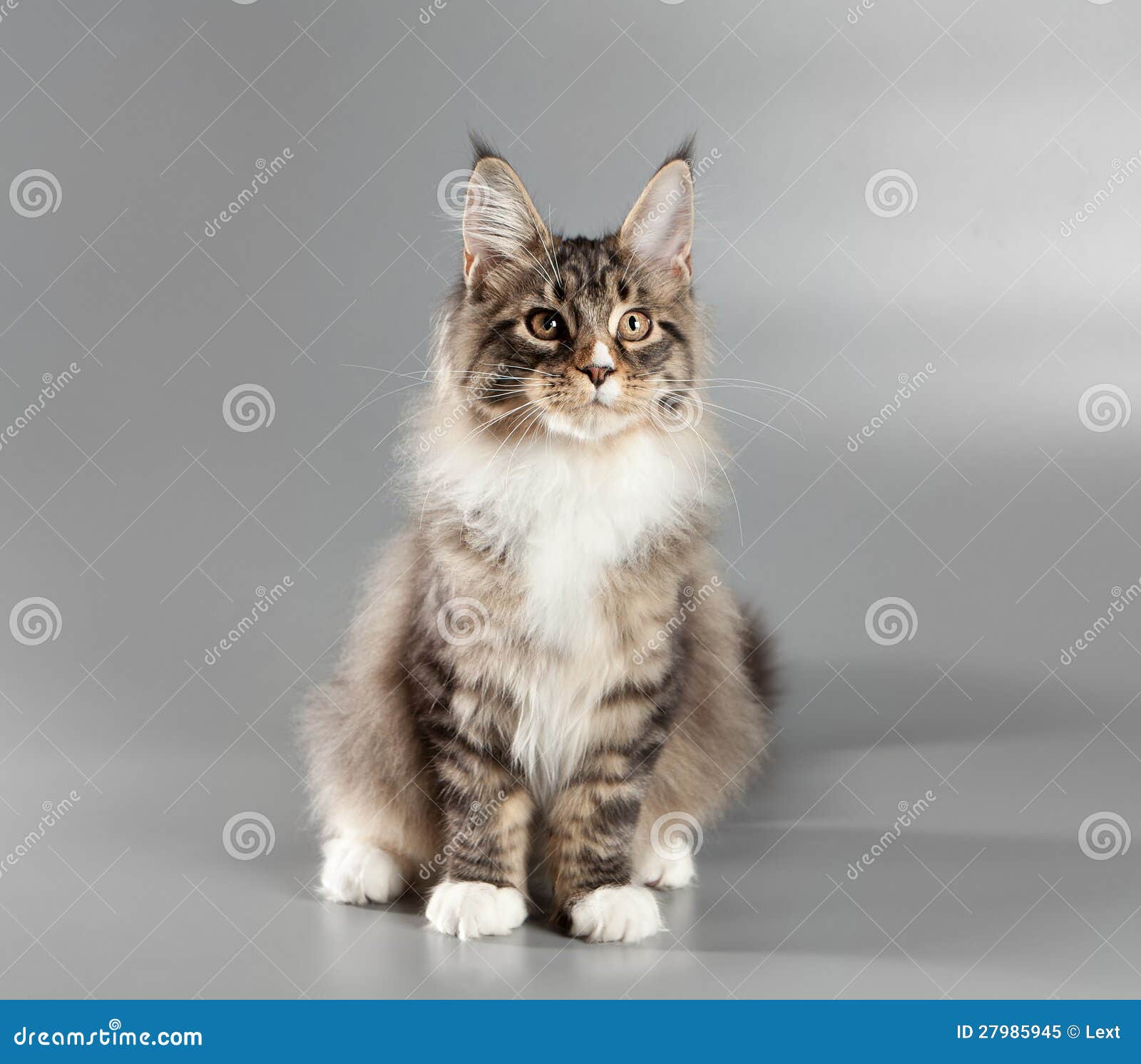 Kitten on a Gray Background. Stock Image - Image of teeth, tail: 27985945
