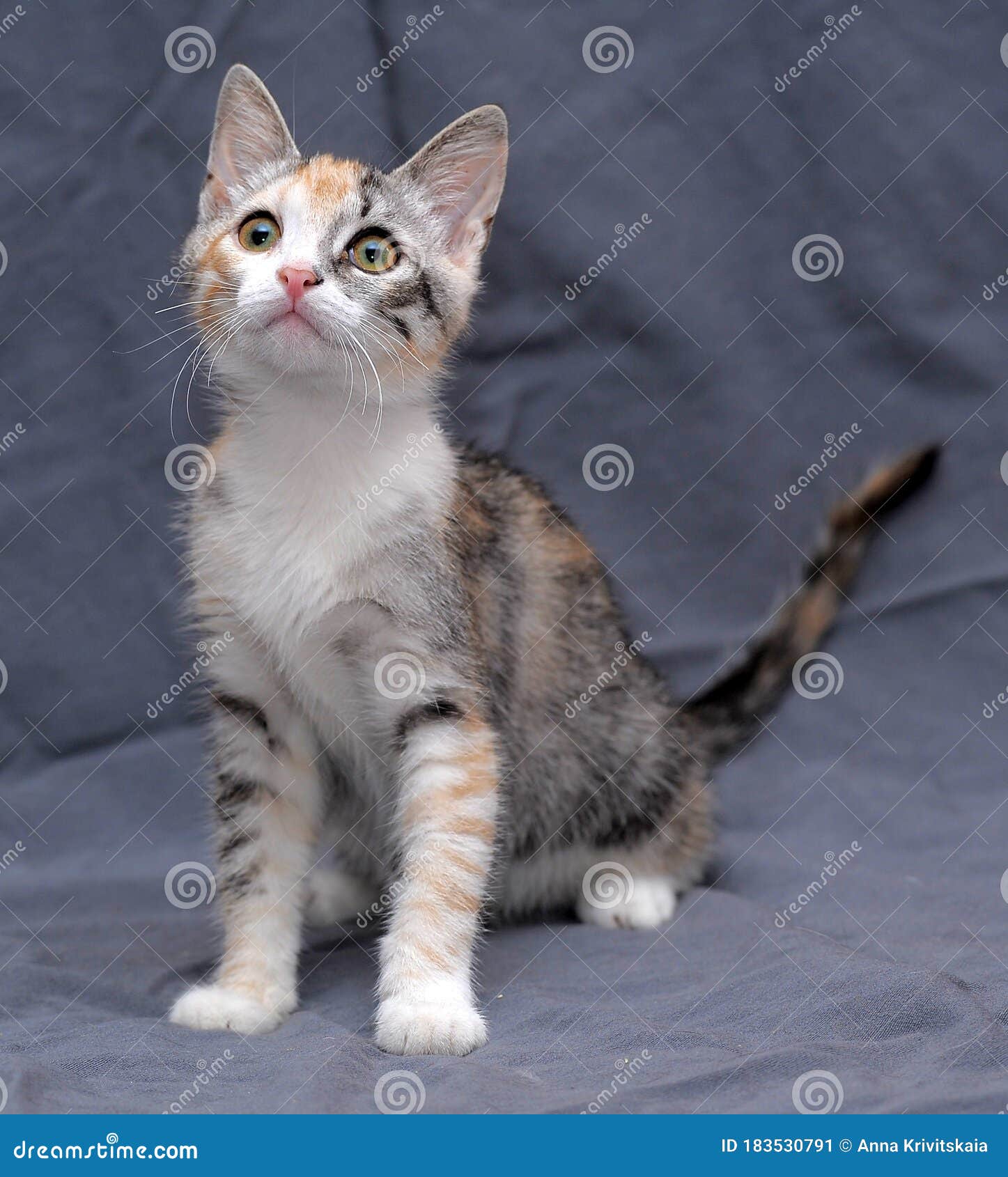 Kitten on gray background stock image. Image of kitty - 183530791