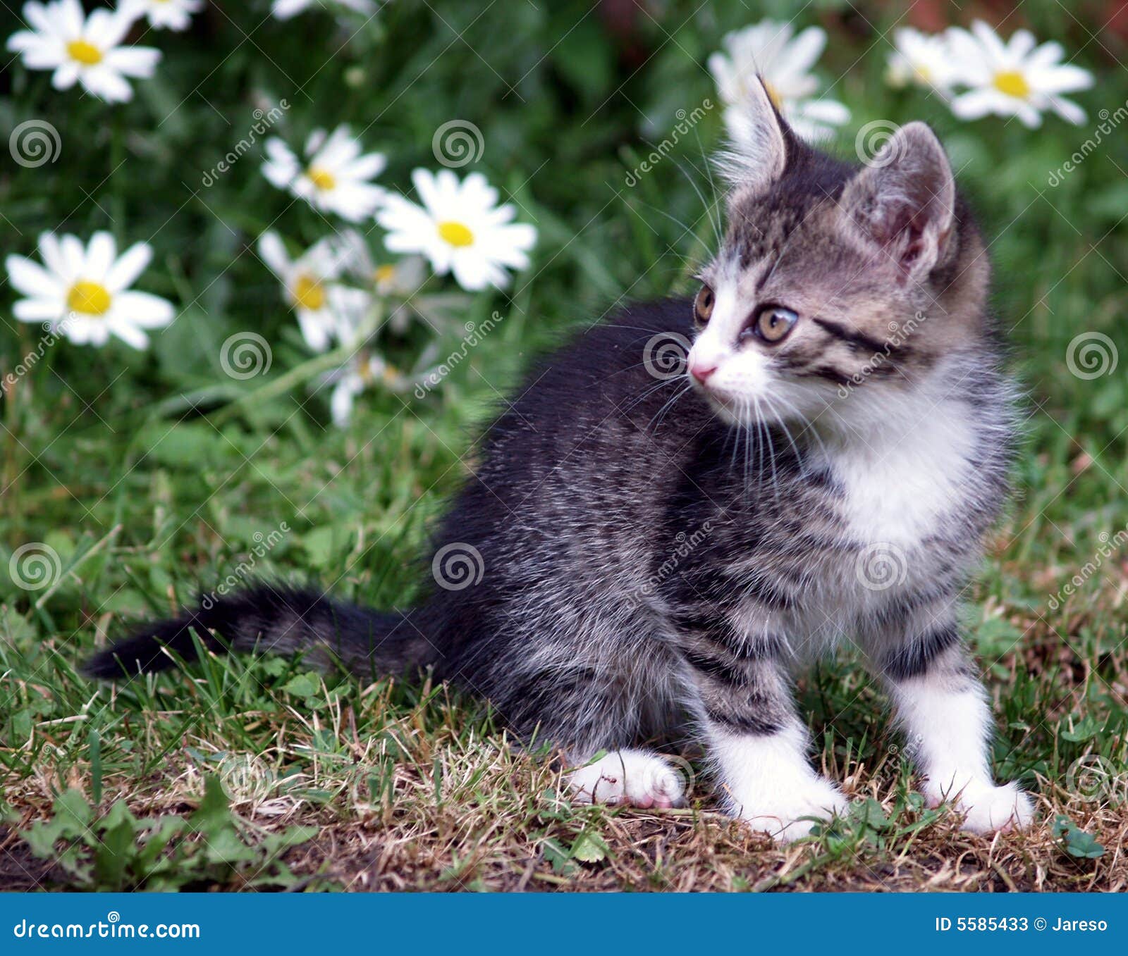 Kitten on green field stock image. Image of kity, young - 5585433