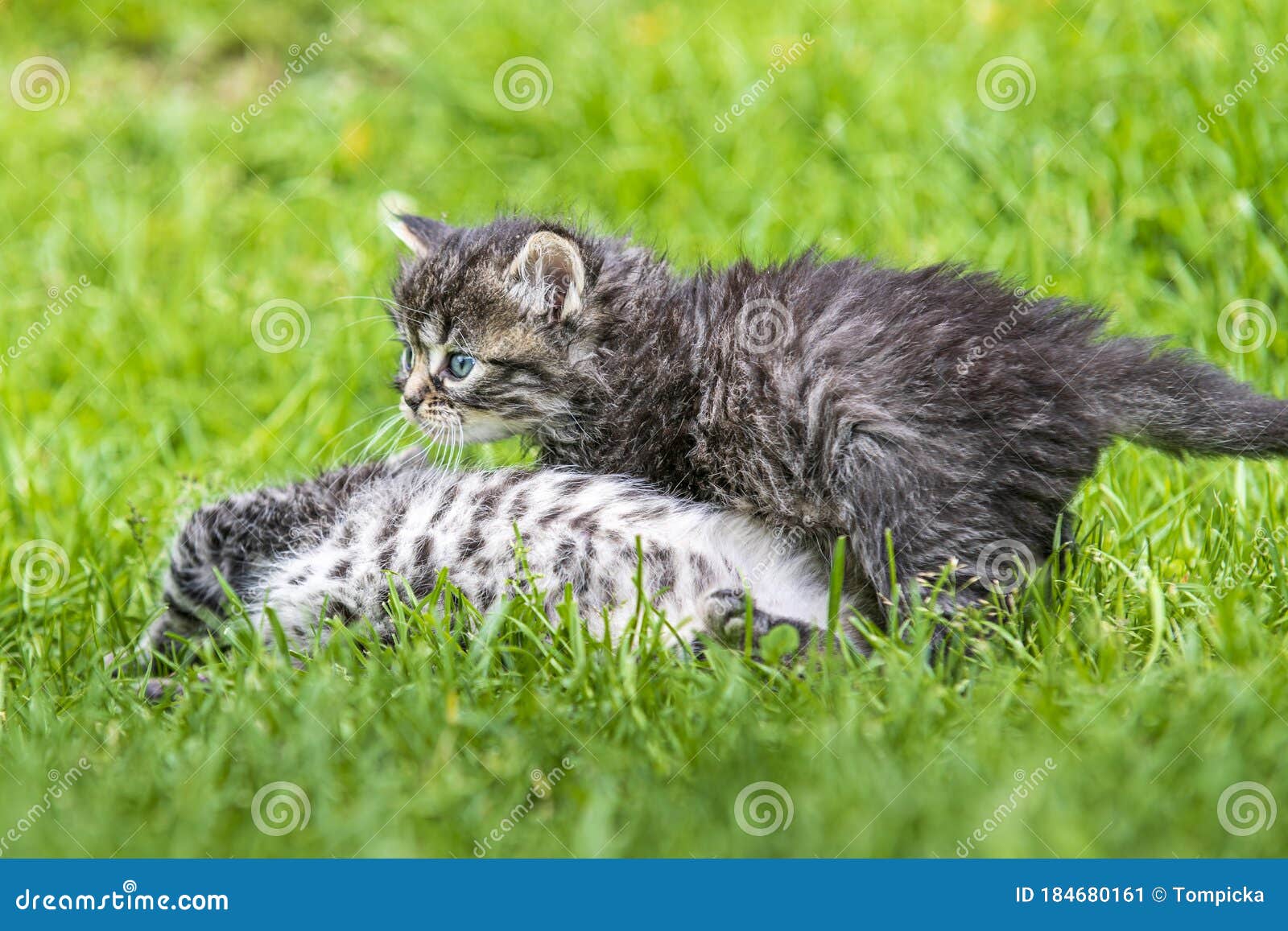 Kitten in the green grass stock image. Image of kitty - 184680161