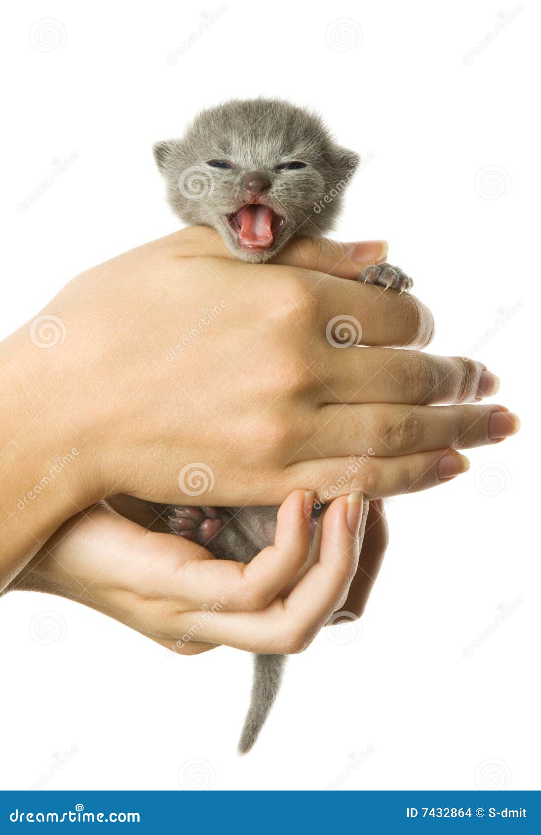Kitten in hand stock photo. Image of expression, animal - 7432864