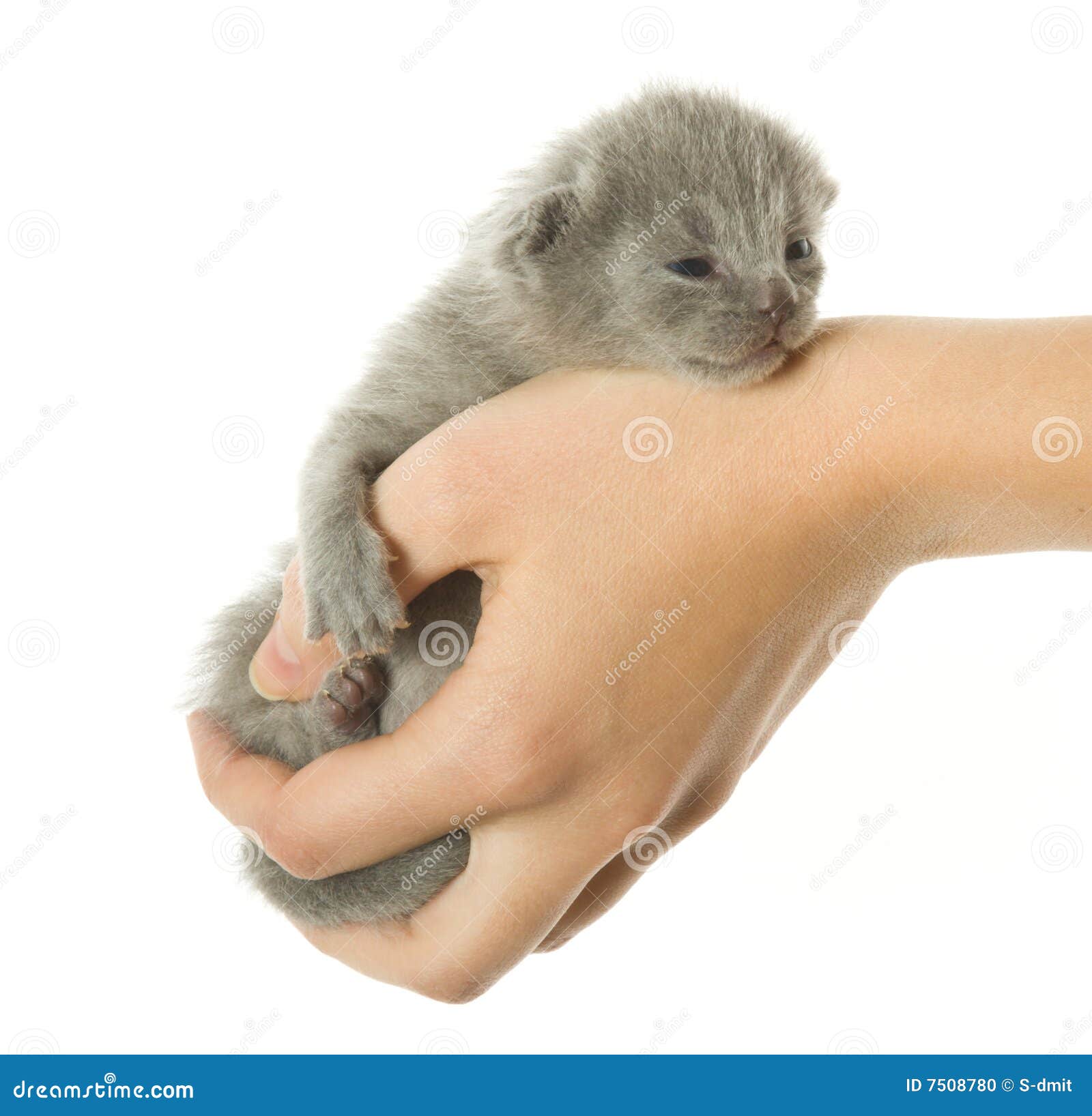 Kitten in hand stock photo. Image of playful, animals - 7508780