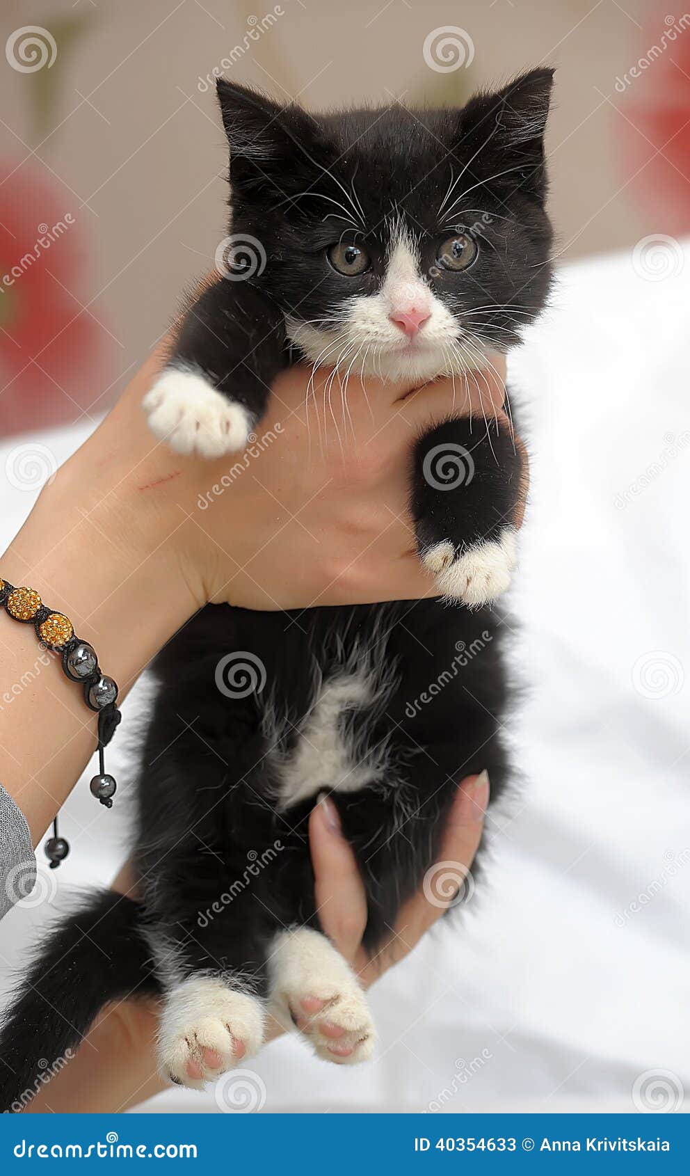 Kitten in hand stock image. Image of angelic, friend - 40354633