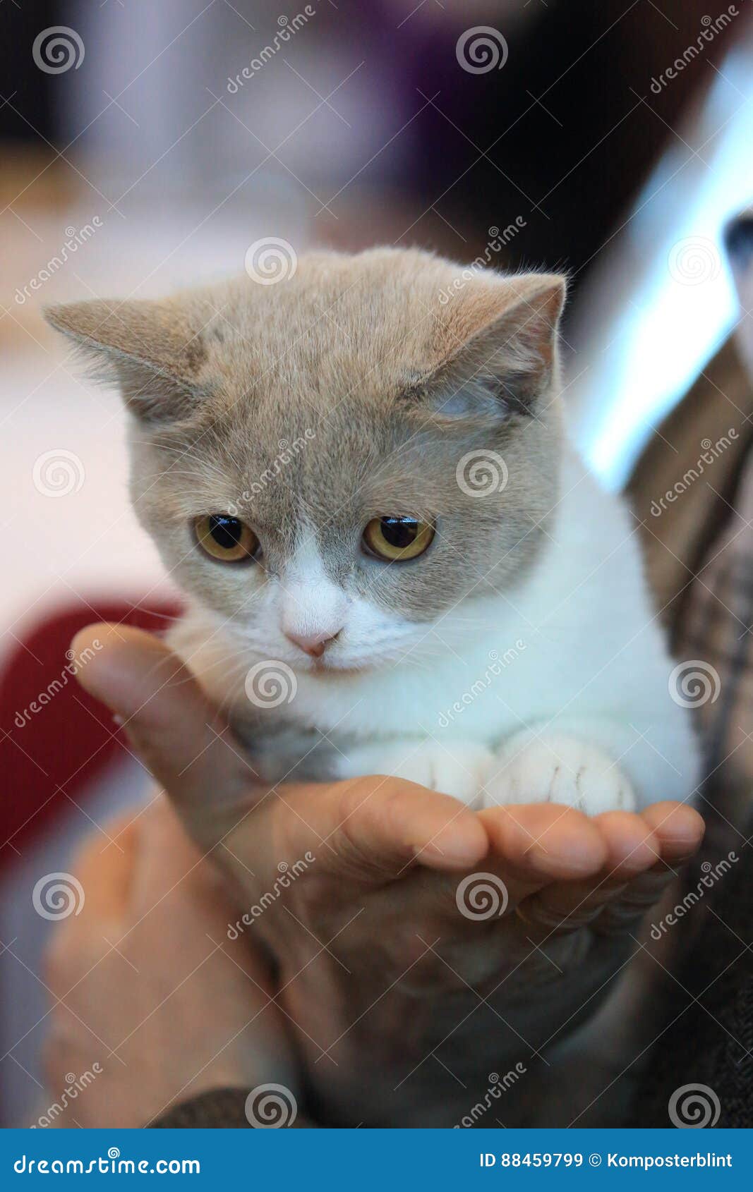 The kitten on hand closeup stock image. Image of animals - 88459799