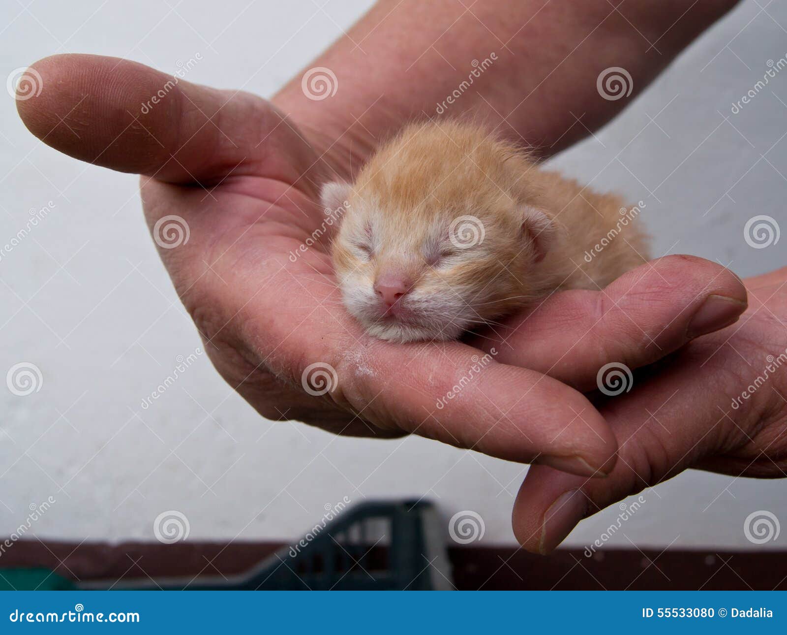 Kitten hand stock photo. Image of kitty, newborn, whisker - 55533080