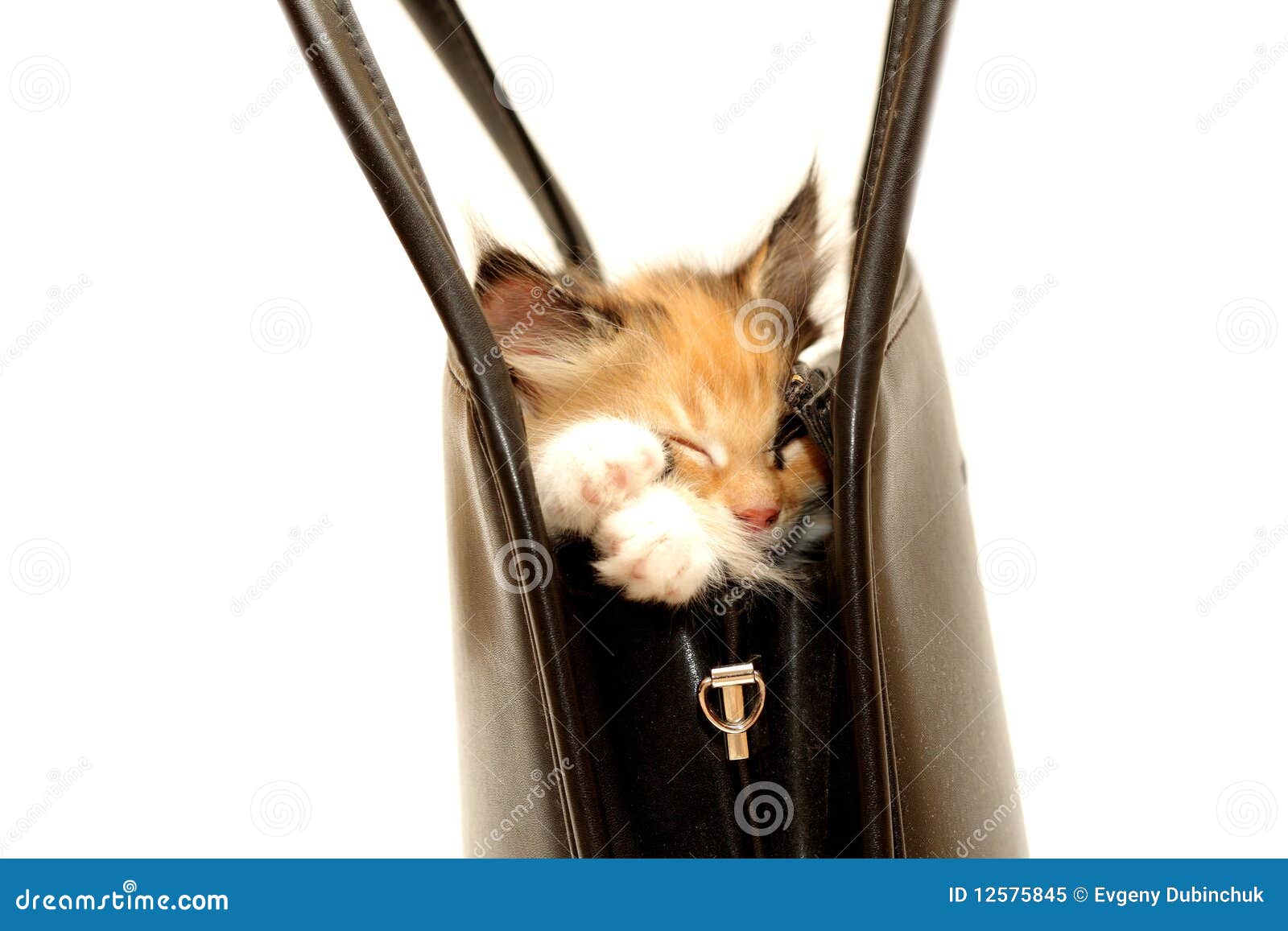 Kitten in Handbag Isolated on White Stock Image - Image of love, child ...