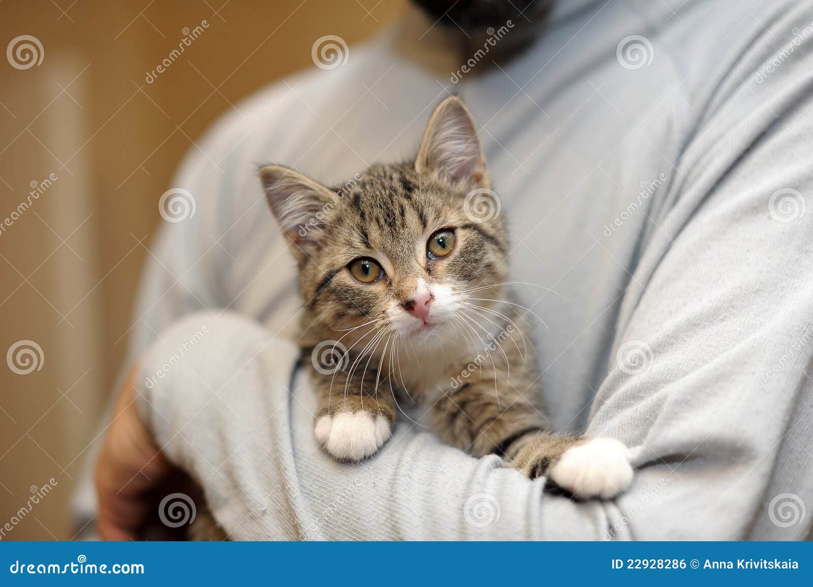 Kitten on hands stock photo. Image of beautiful, animal - 22928286