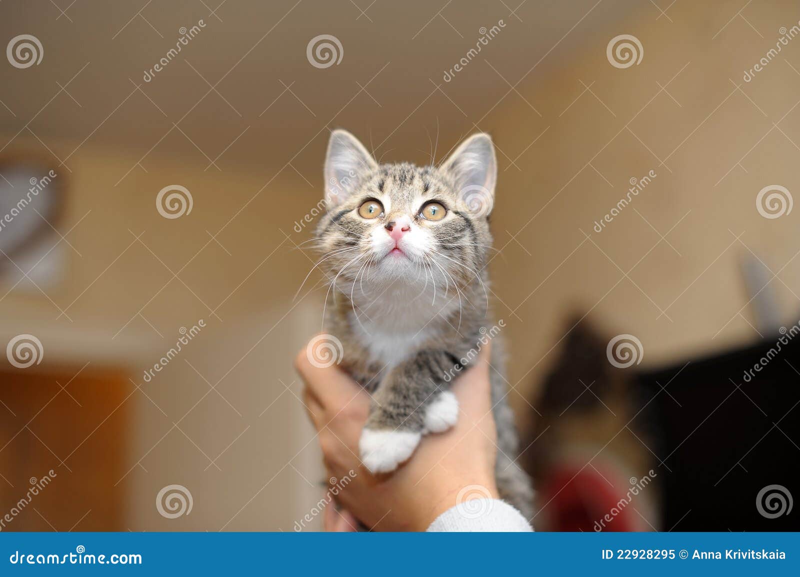 Kitten on hands stock image. Image of cats, pretty, furry - 22928295