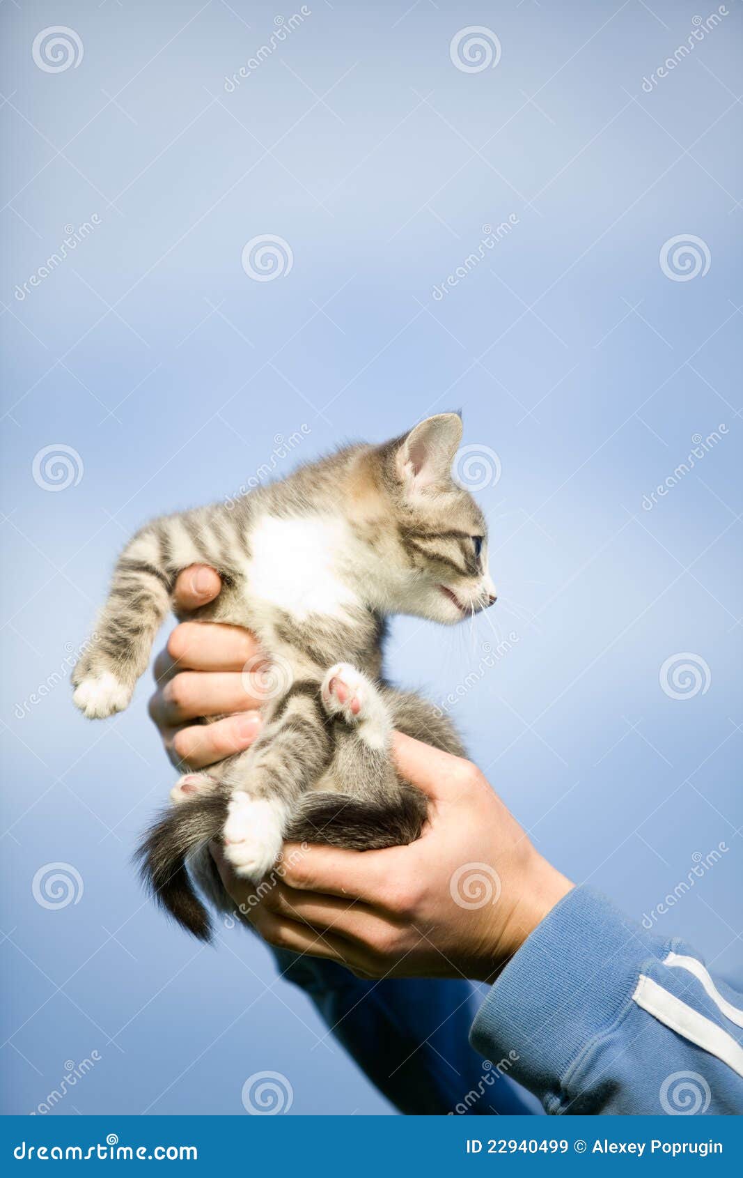 Kitten in hands stock image. Image of affectionate, claw - 22940499