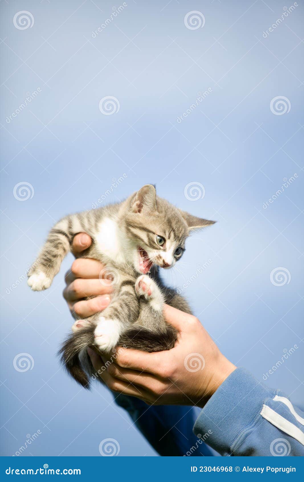 Kitten in hands stock photo. Image of friendship, mammal - 23046968