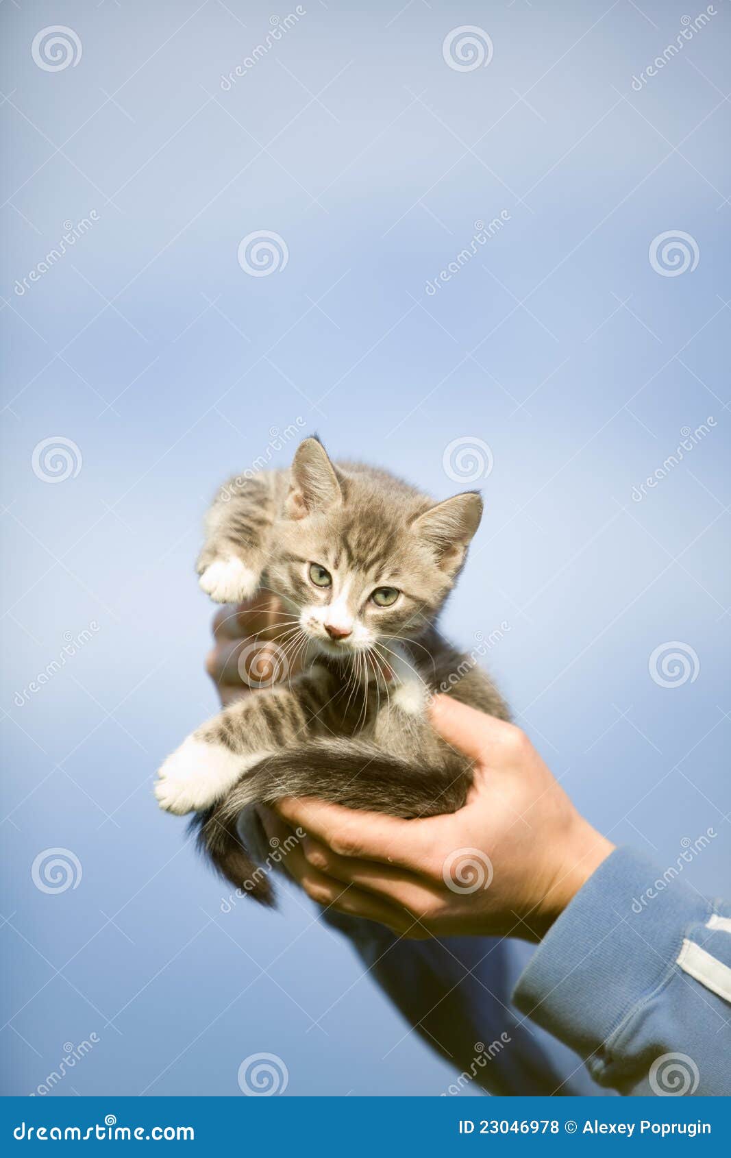 Kitten in hands stock photo. Image of loving, friendship - 23046978