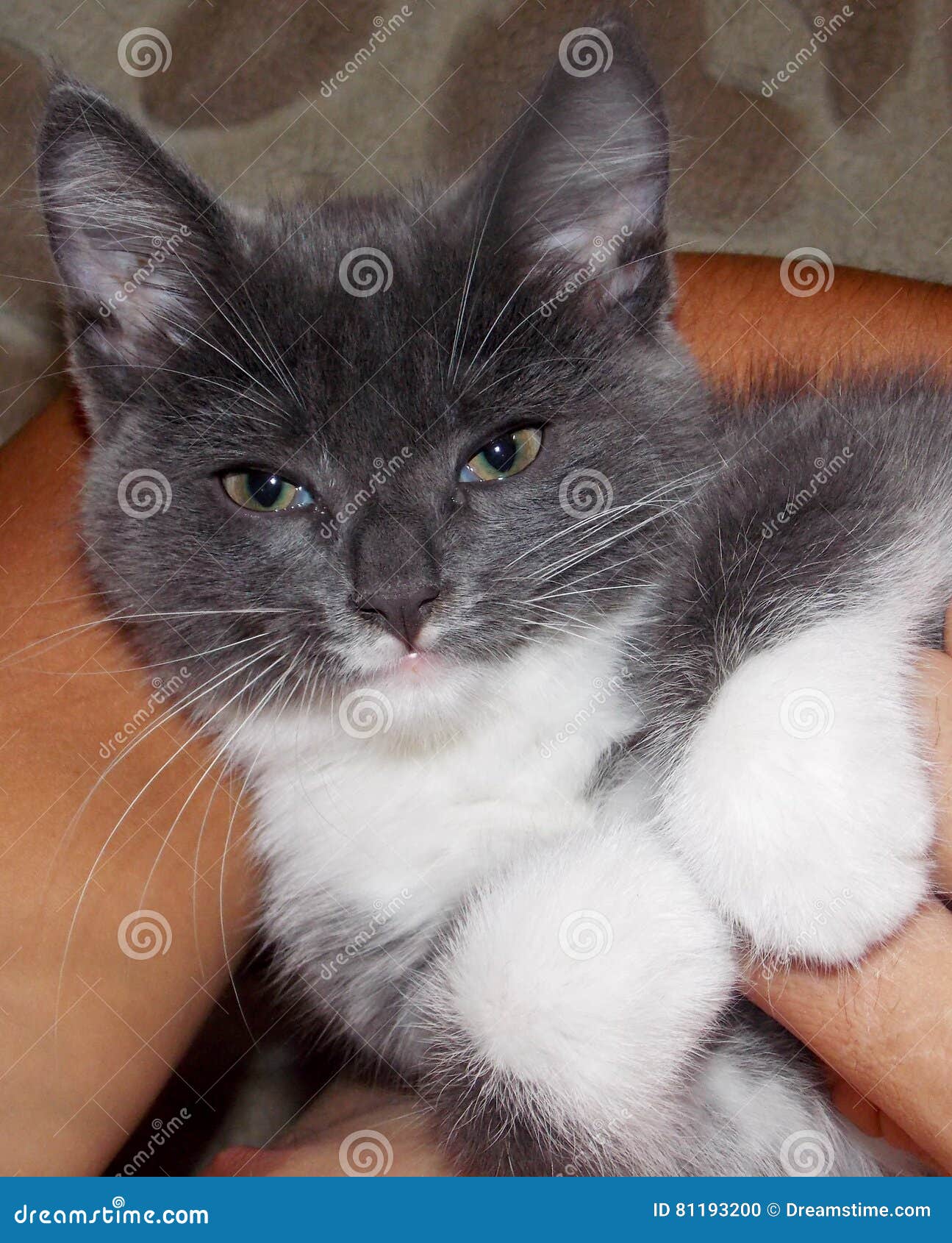 Kitten stock photo. Image of hands, animals, kitten, folded - 81193200