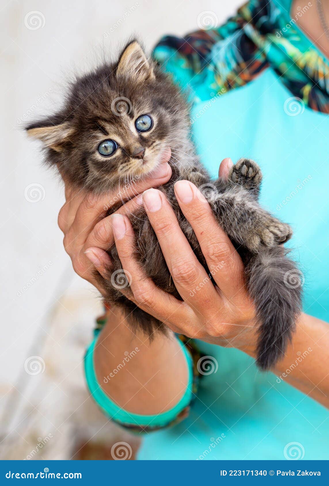 Kitten in hands stock photo. Image of grey, mammal, fluffy - 223171340