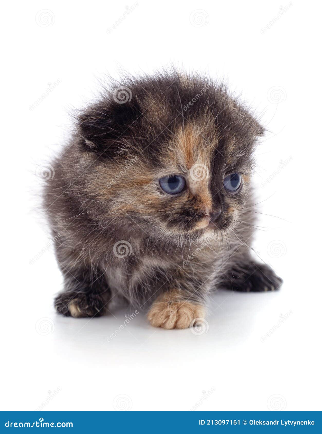 Kitten Has Fur with Three Colors Stock Image - Image of domestic, face ...