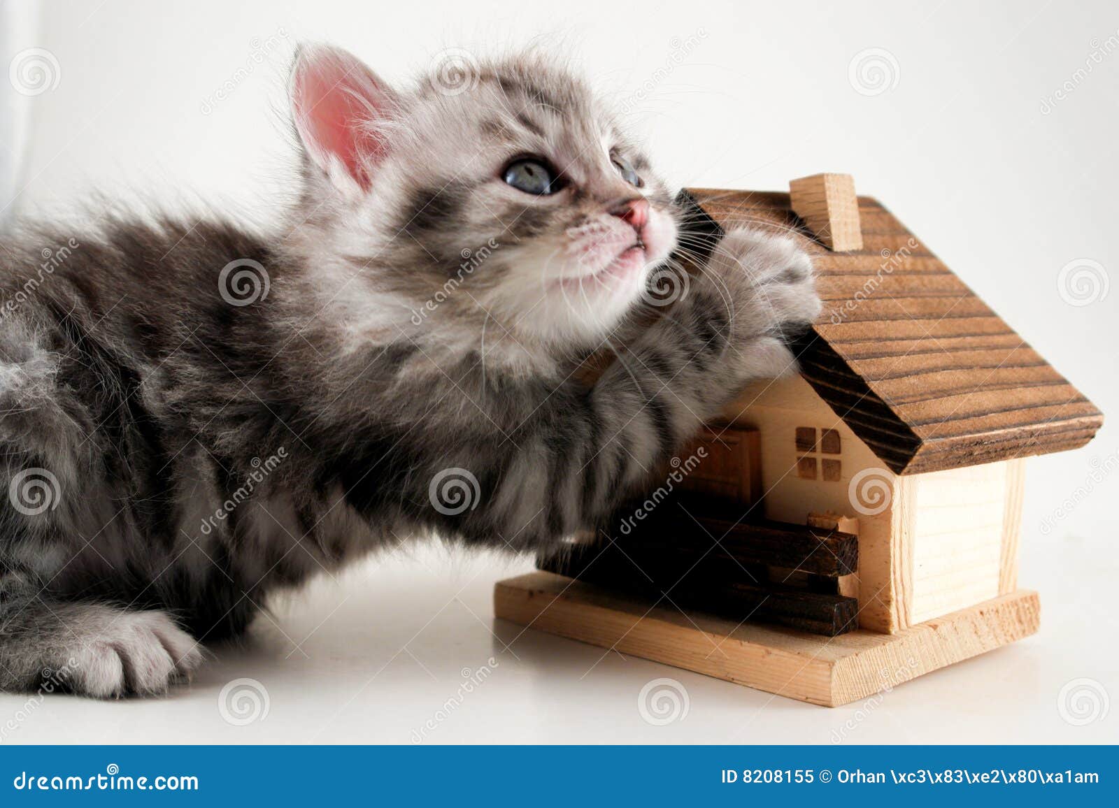 Kitten has real estate stock image. Image of lender, construction - 8208155