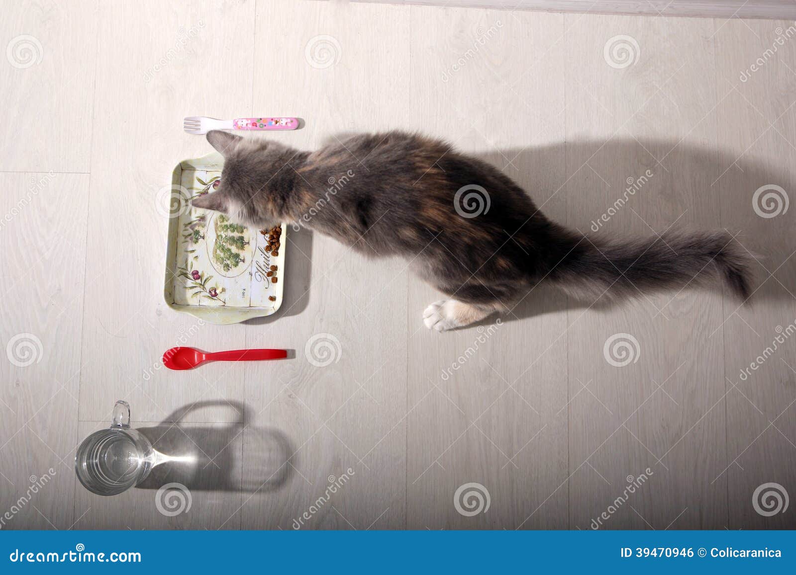 Kitten having breakfast stock photo. Image of animals - 39470946