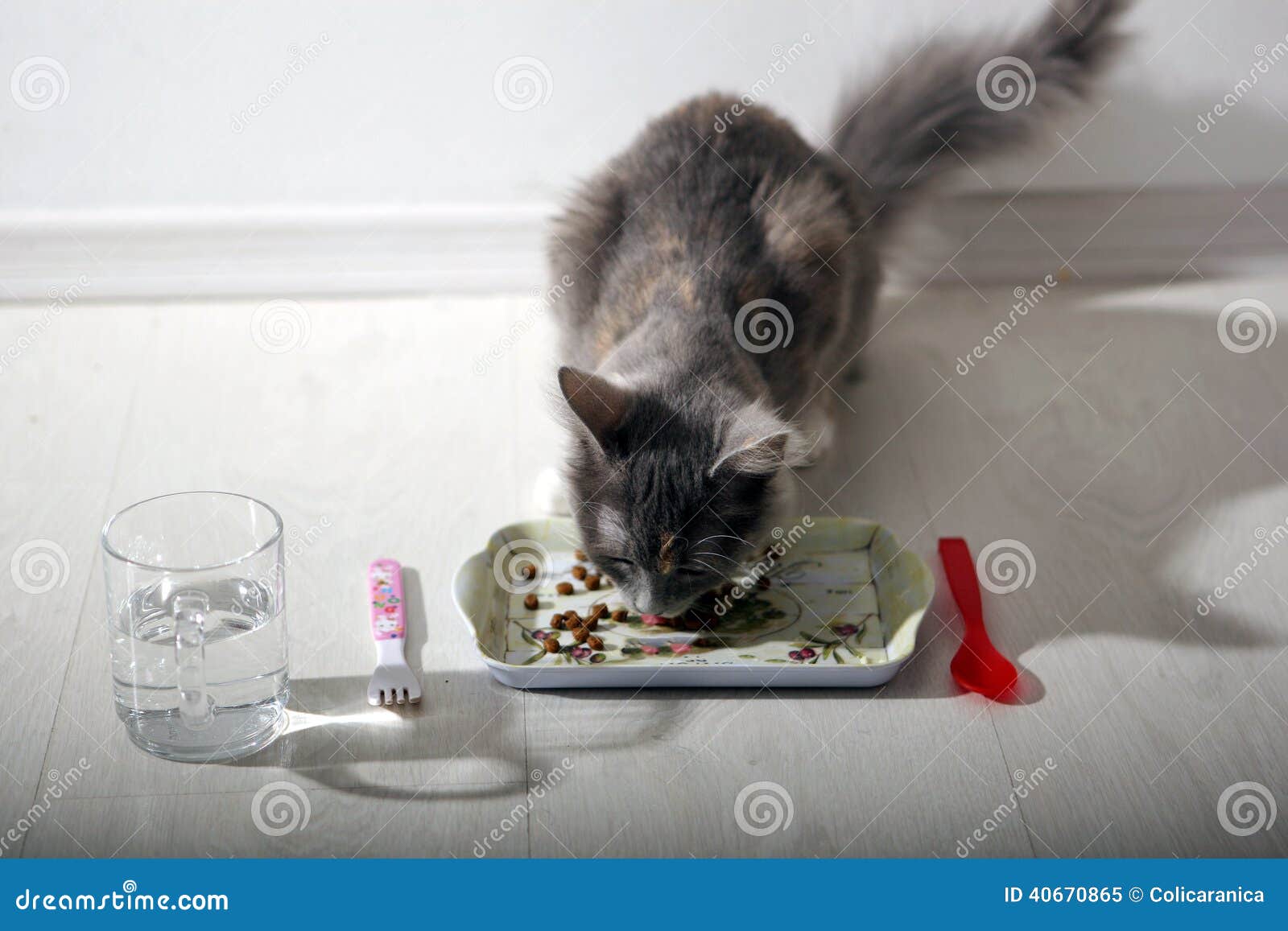 Kitten having breakfast stock image. Image of pets, glass - 40670865