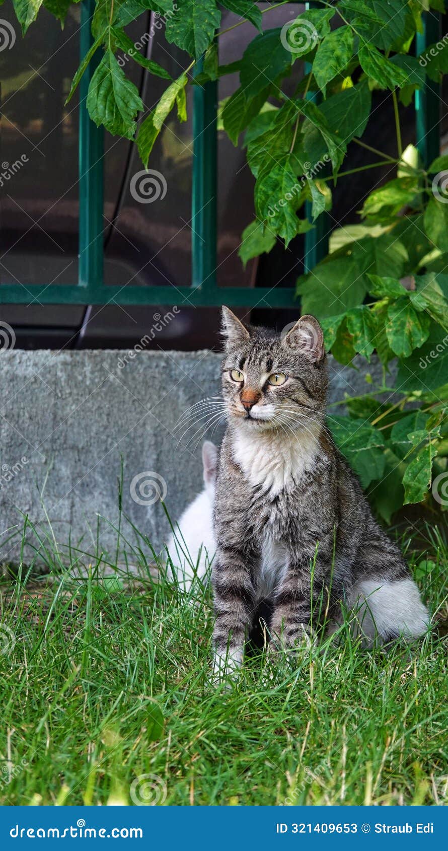 Kitten Hiding Behind Her Mom Stock Image - Image of park, daylight ...