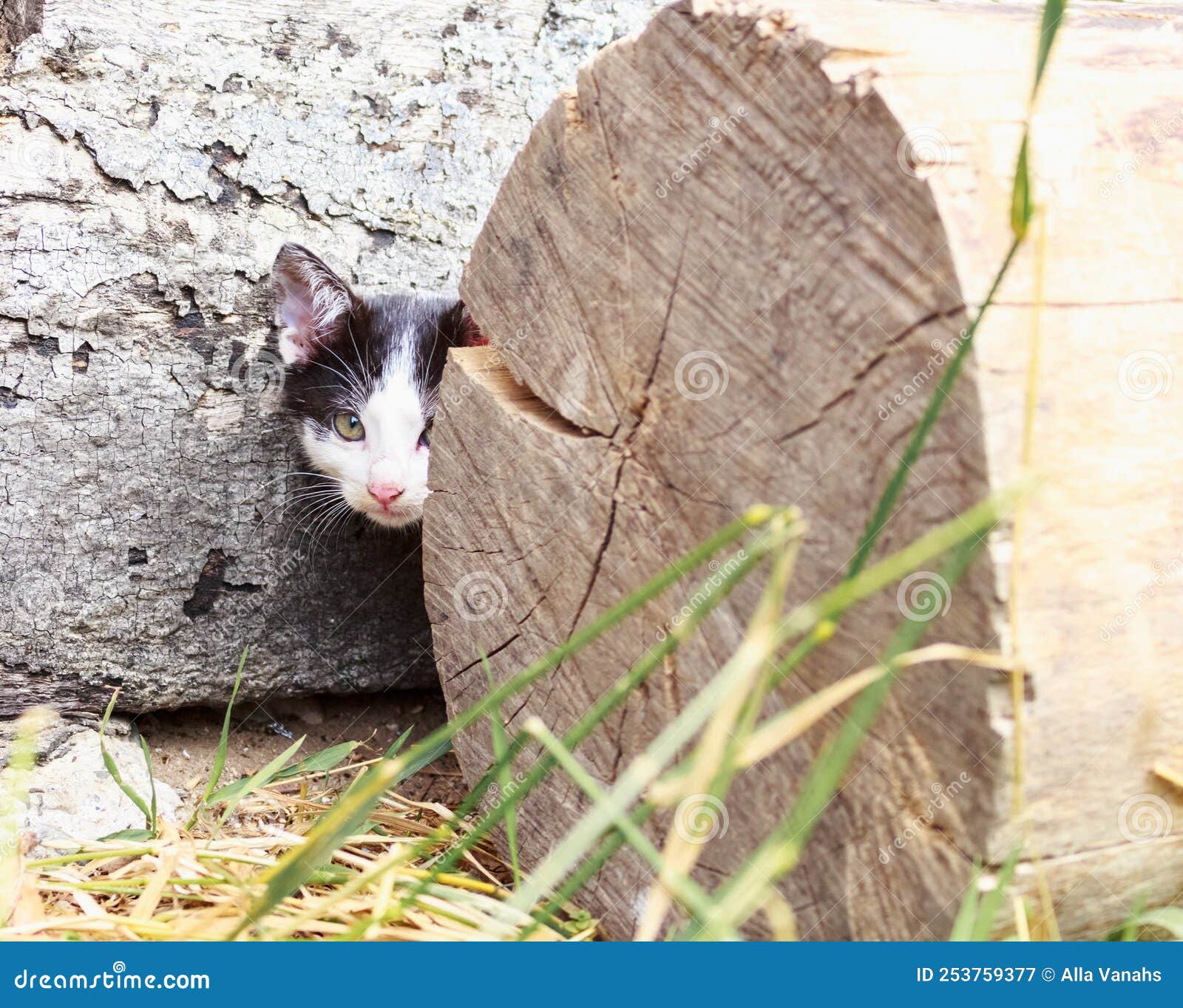 Kitten hiding behind a log stock image. Image of hunt - 253759377