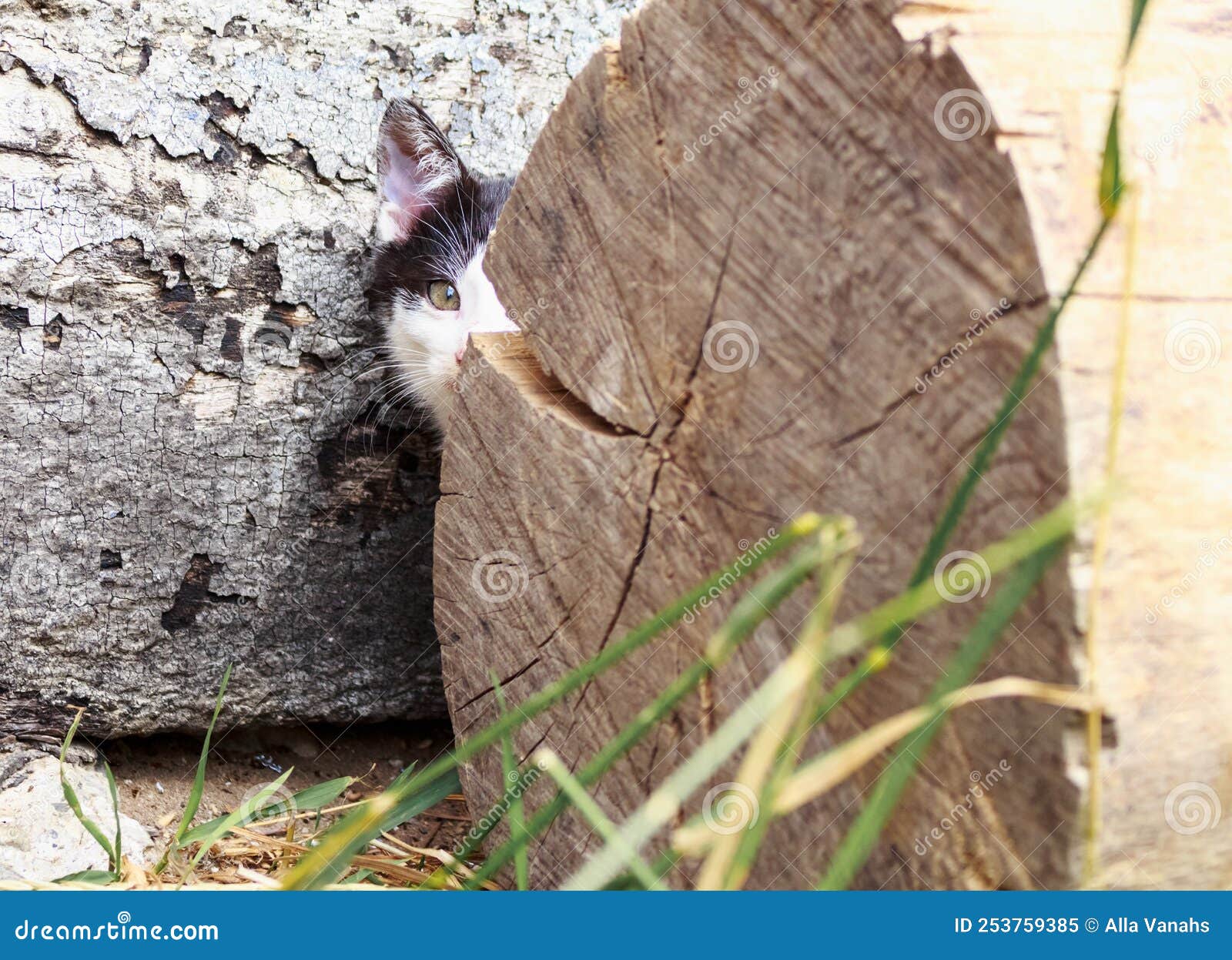 Kitten hiding behind a log stock image. Image of funny - 253759385