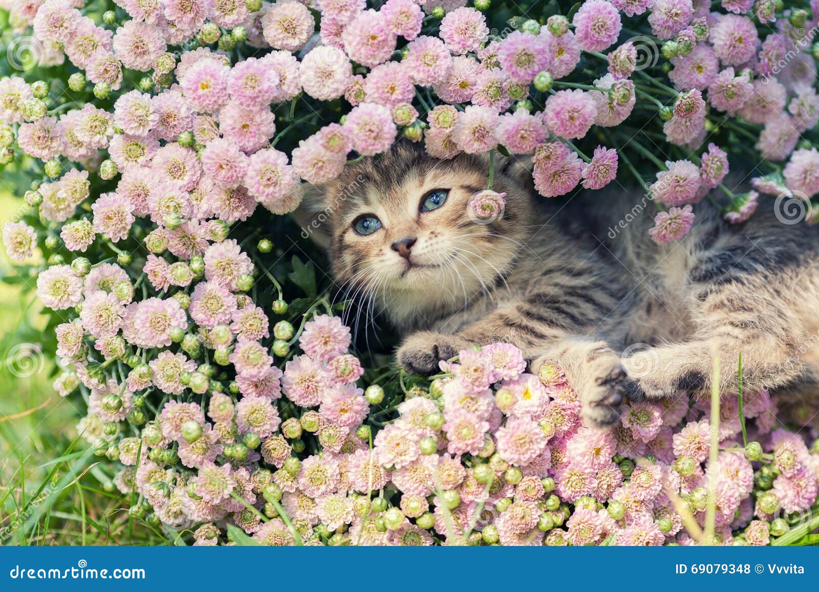 Kitten hiding in flowers stock photo. Image of kitty - 69079348