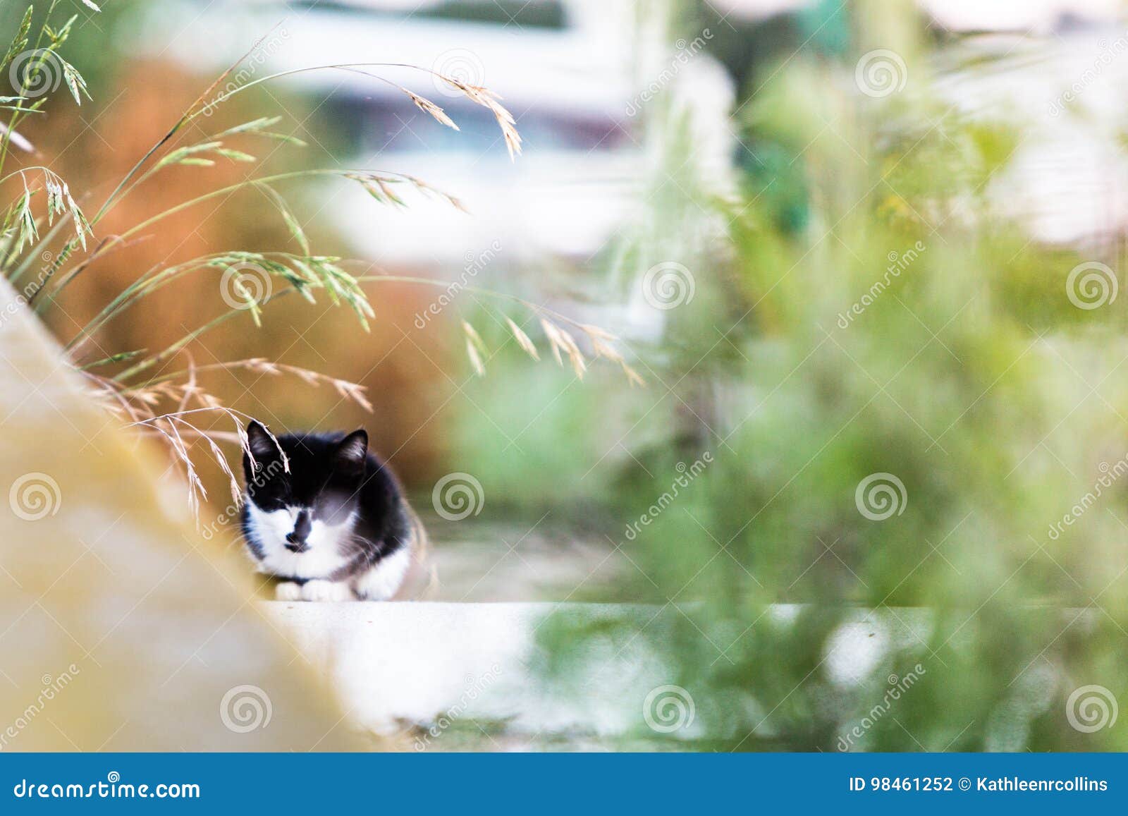 Kitten hiding in garden stock photo. Image of resting - 98461252