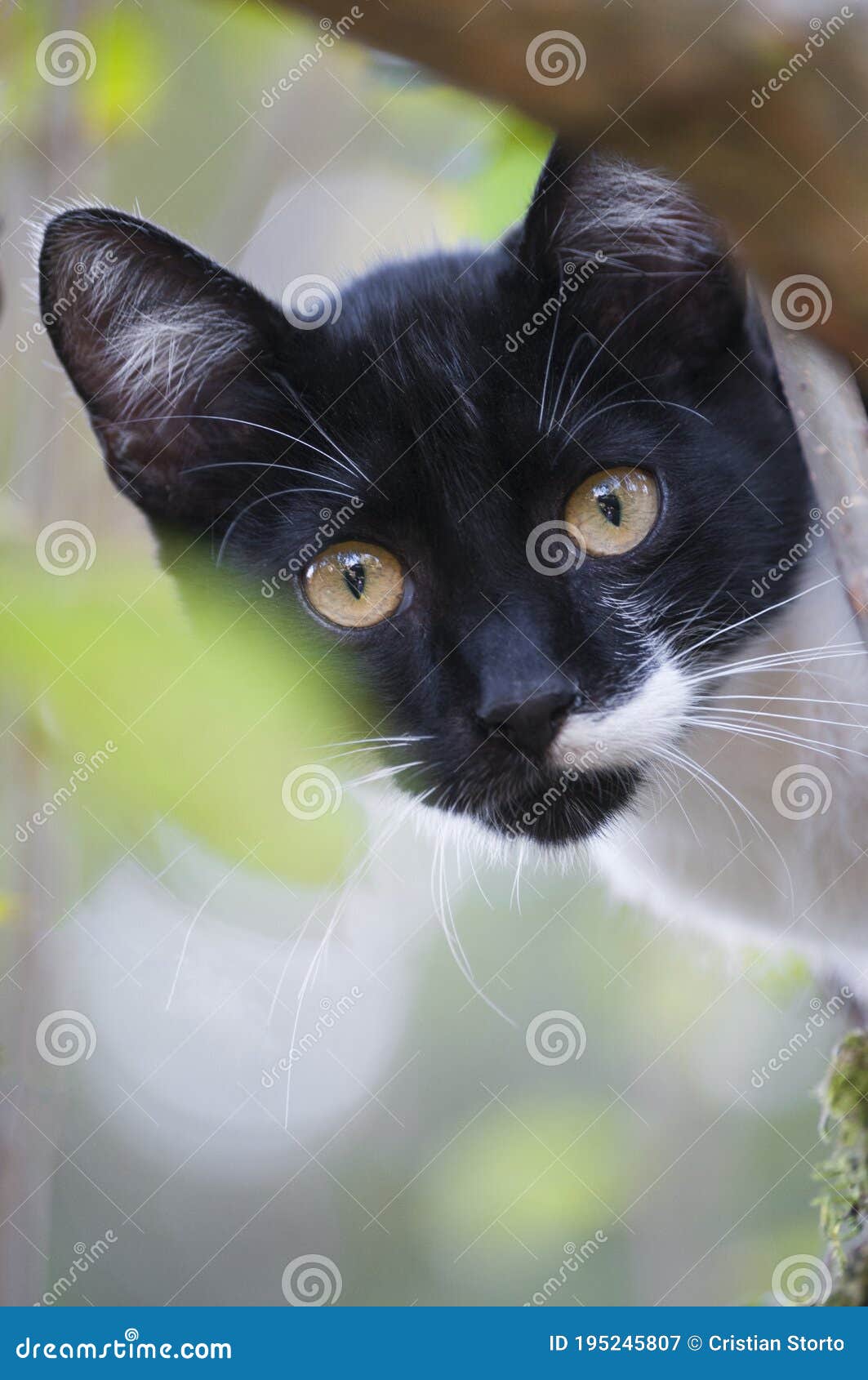 Kitten Hiding in the Leaves of a Tree Waiting for a Prey Stock Image ...