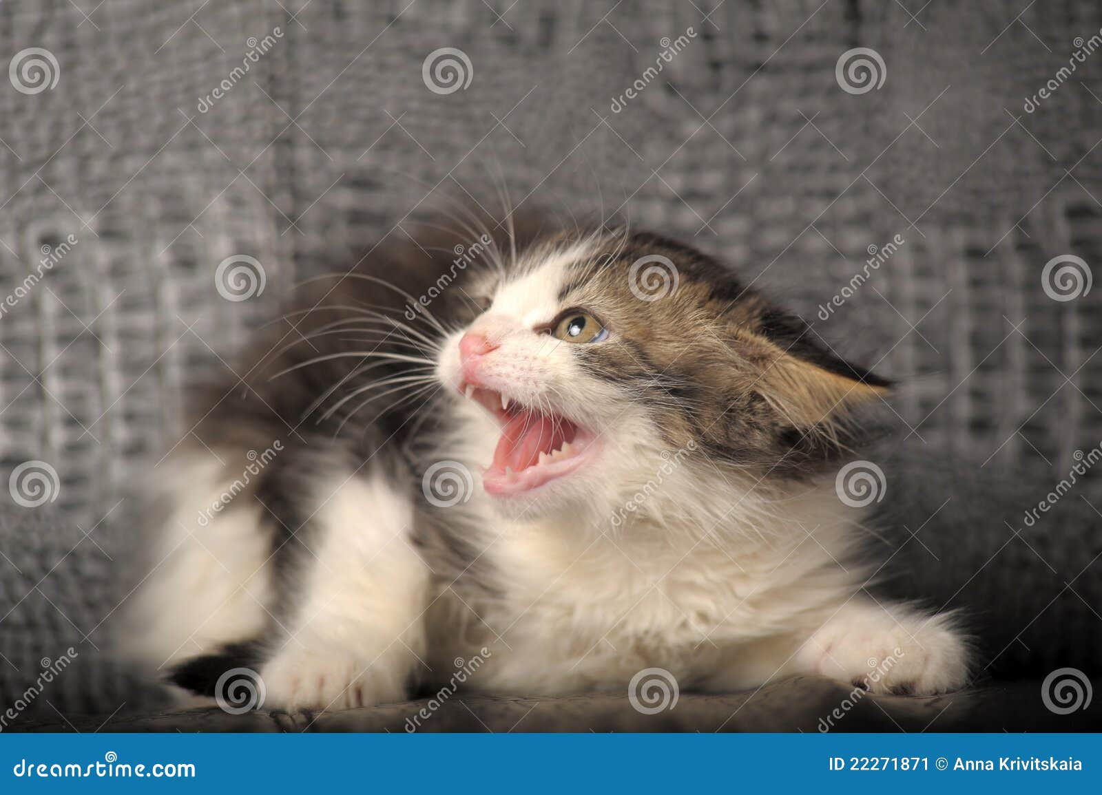 Kitten hisses stock image. Image of agression, fluffy - 22271871