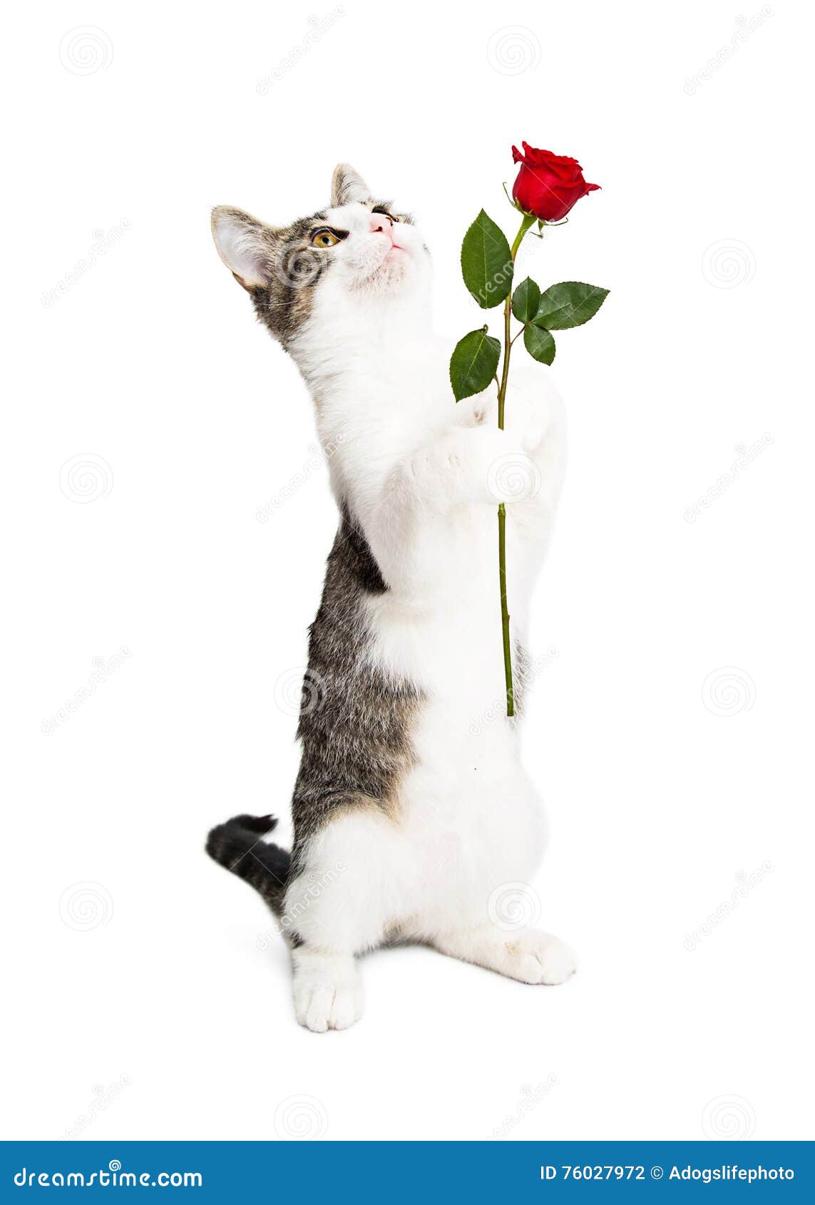 Kitten Holding Rose Looking Up Foto de archivo - Imagen de animal ...