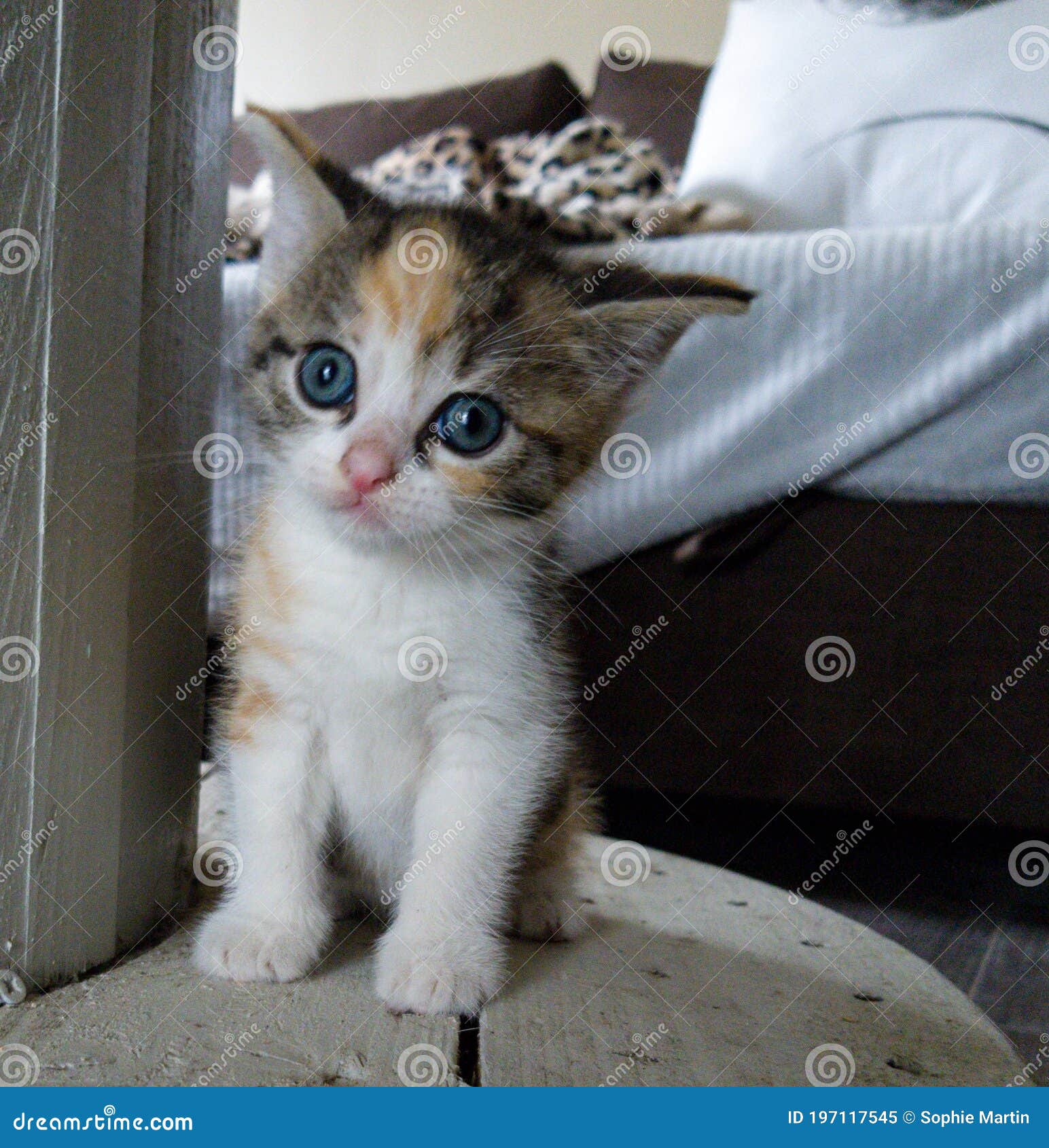 Kitten at home stock image. Image of kitten, animal - 197117545