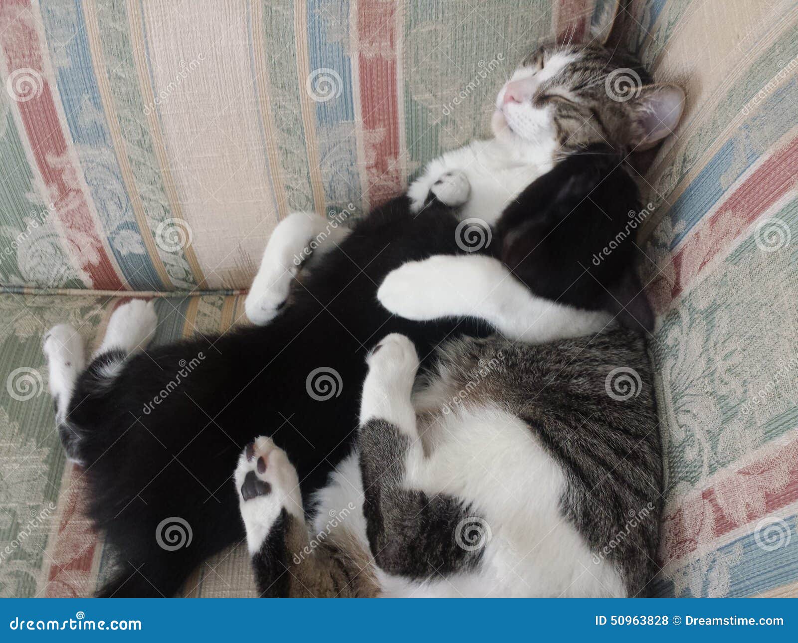 Kitten hugs stock photo. Image of baby, kitten, kitty - 50963828