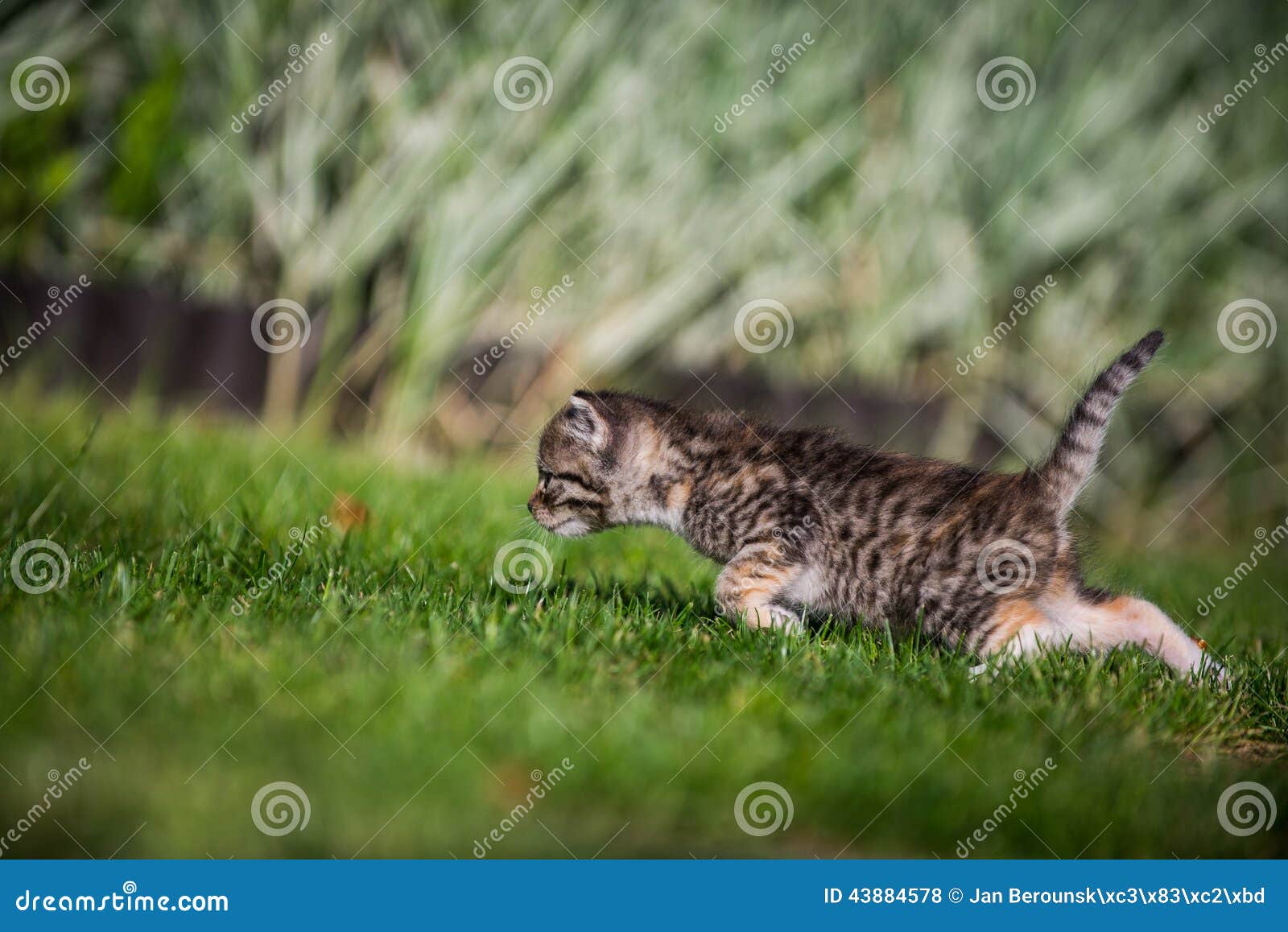 Kitten on hunt stock photo. Image of green, animal, grass - 43884578
