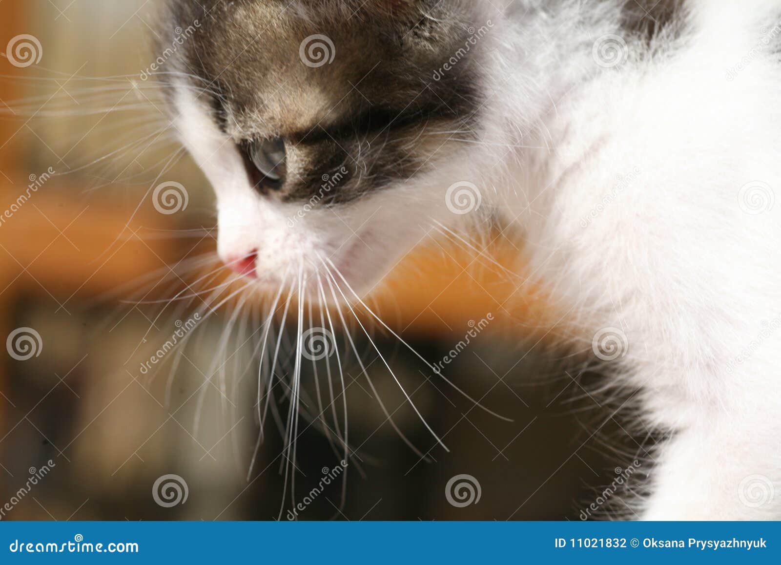 Kitten on hunting stock photo. Image of attack, kitten - 11021832