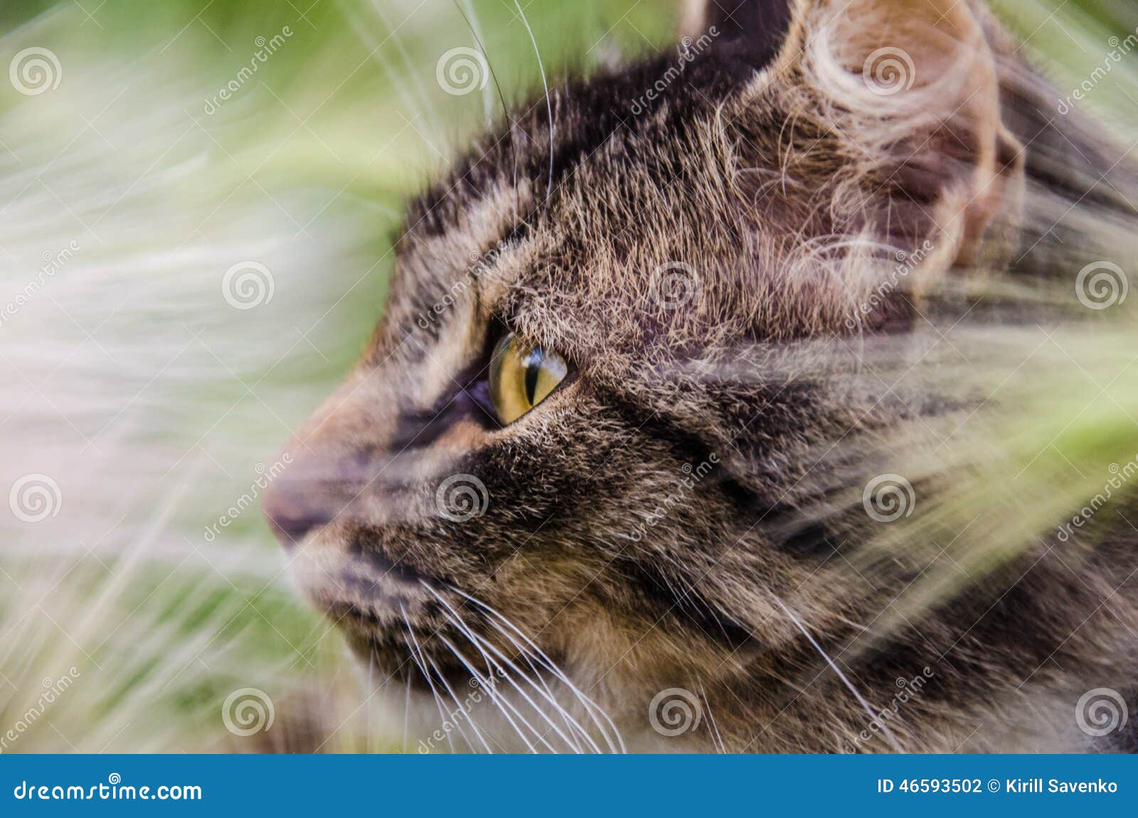 Kitten hunts stock photo. Image of friend, domestic, feline - 46593502