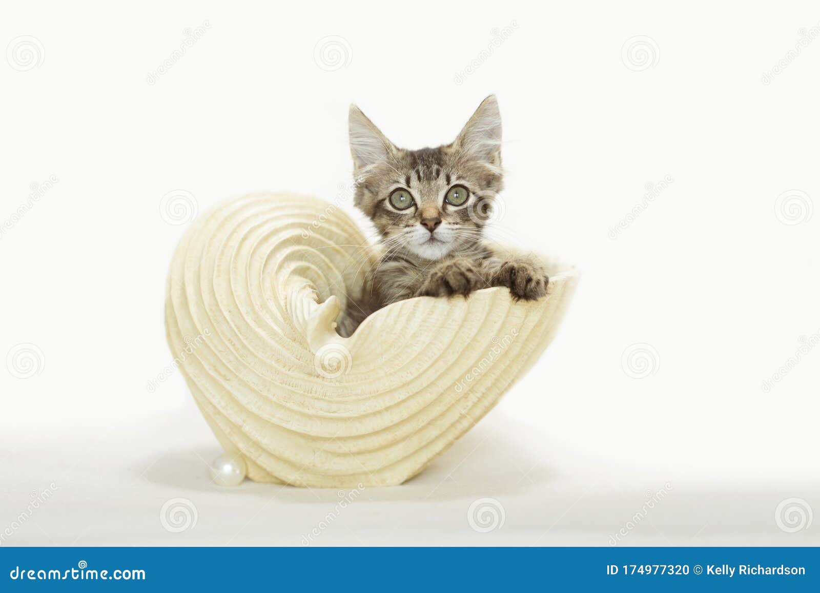 Kitten inside conch shell stock photo. Image of animal - 174977320