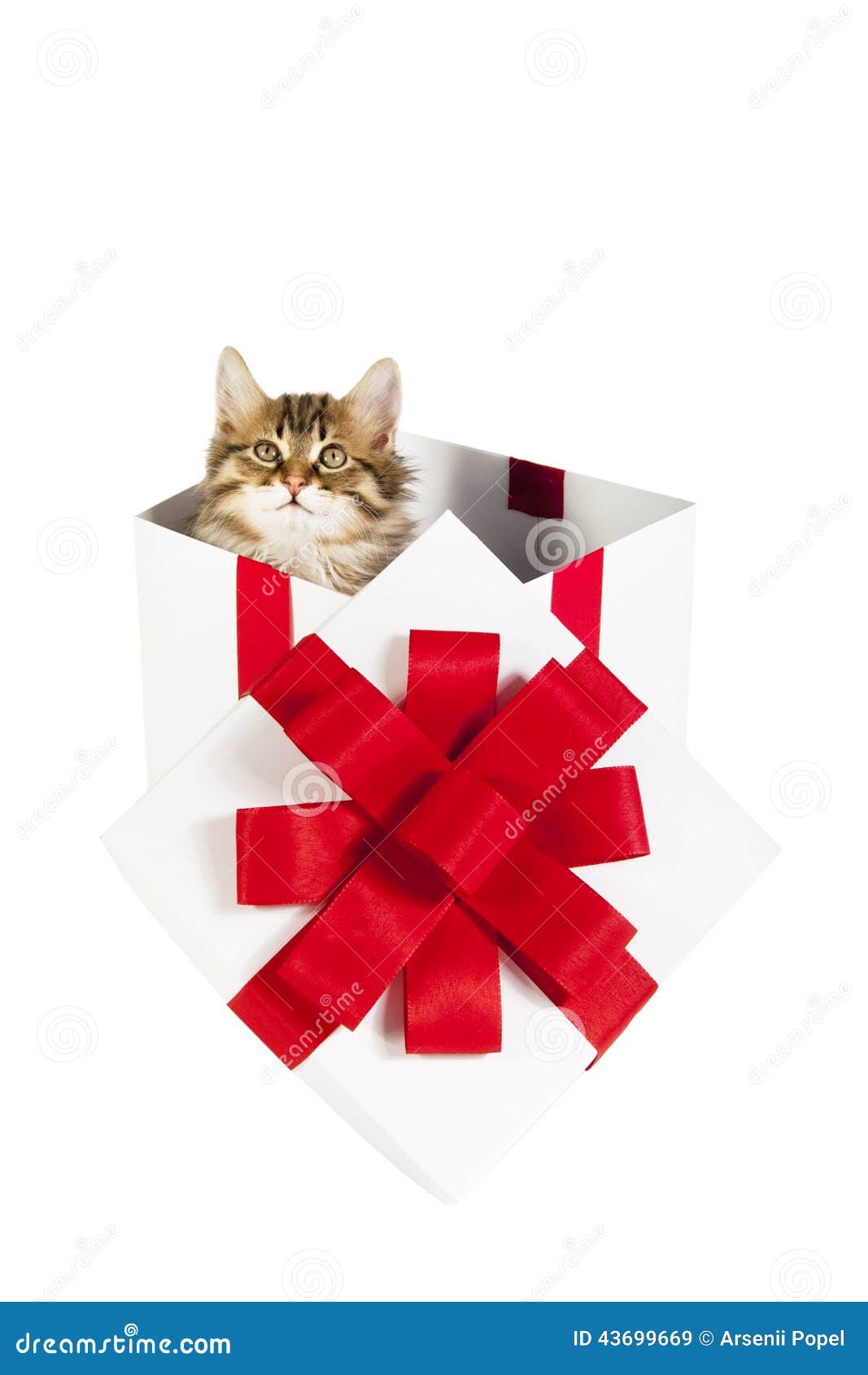 Kitten inside gift box stock image. Image of pets, gray - 43699669