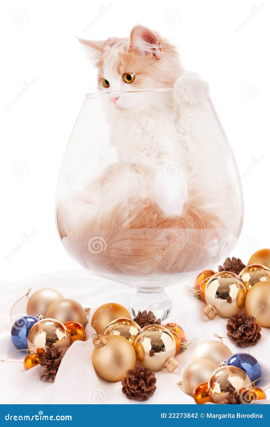 Kitten Inside Large Cognac Glass Stock Photo - Image of beautiful ...