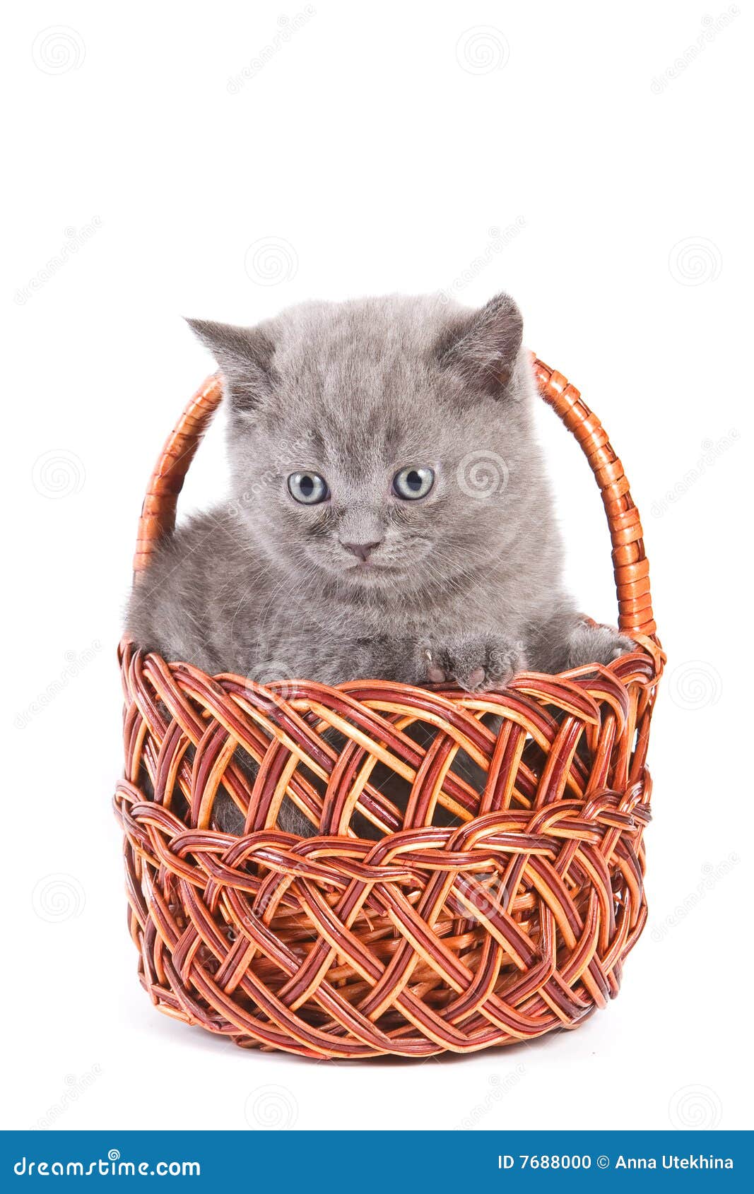Kitten Inside Wooden Basket Stock Photo - Image of inside, kitty: 7688000