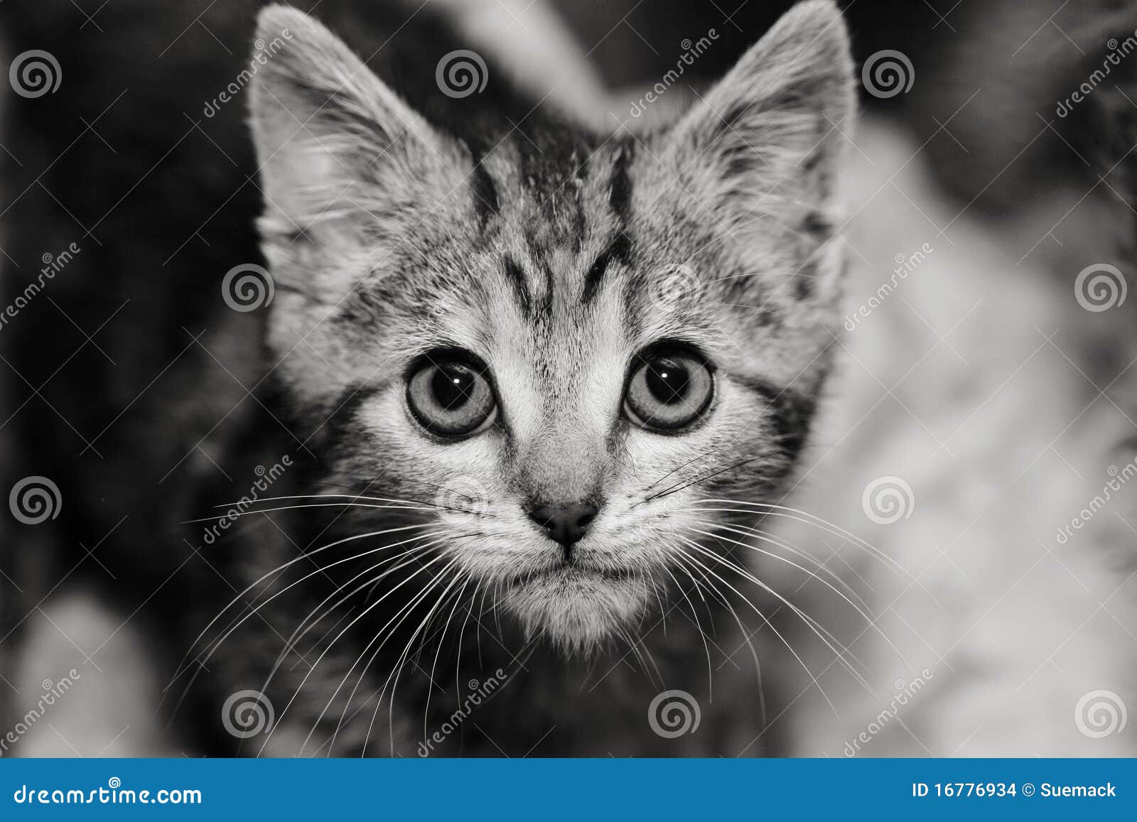 Kitten with an Intense Stare Stock Photo - Image of intense, stare ...