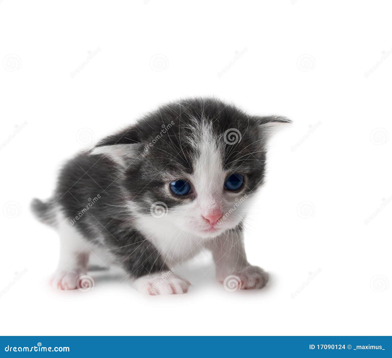 Kitten isolated stock photo. Image of animals, studio - 17090124