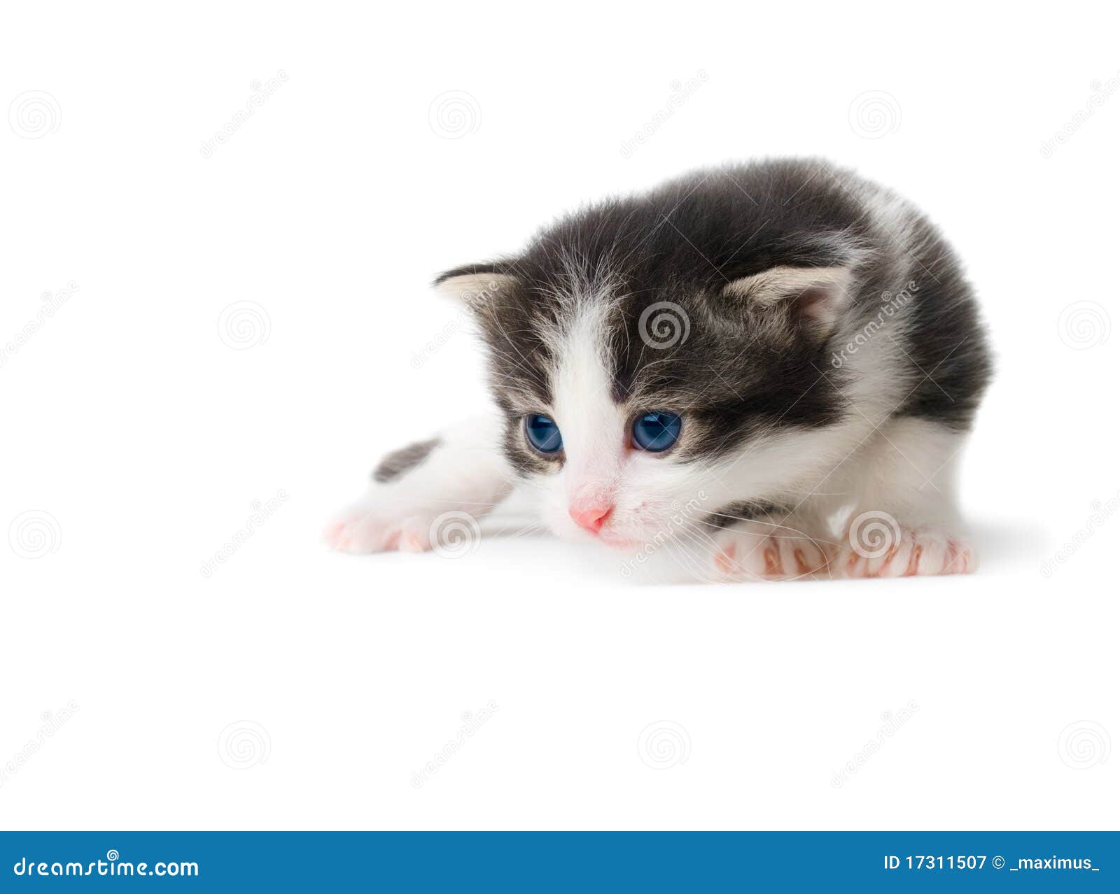 Kitten isolated stock image. Image of white, beautiful - 17311507
