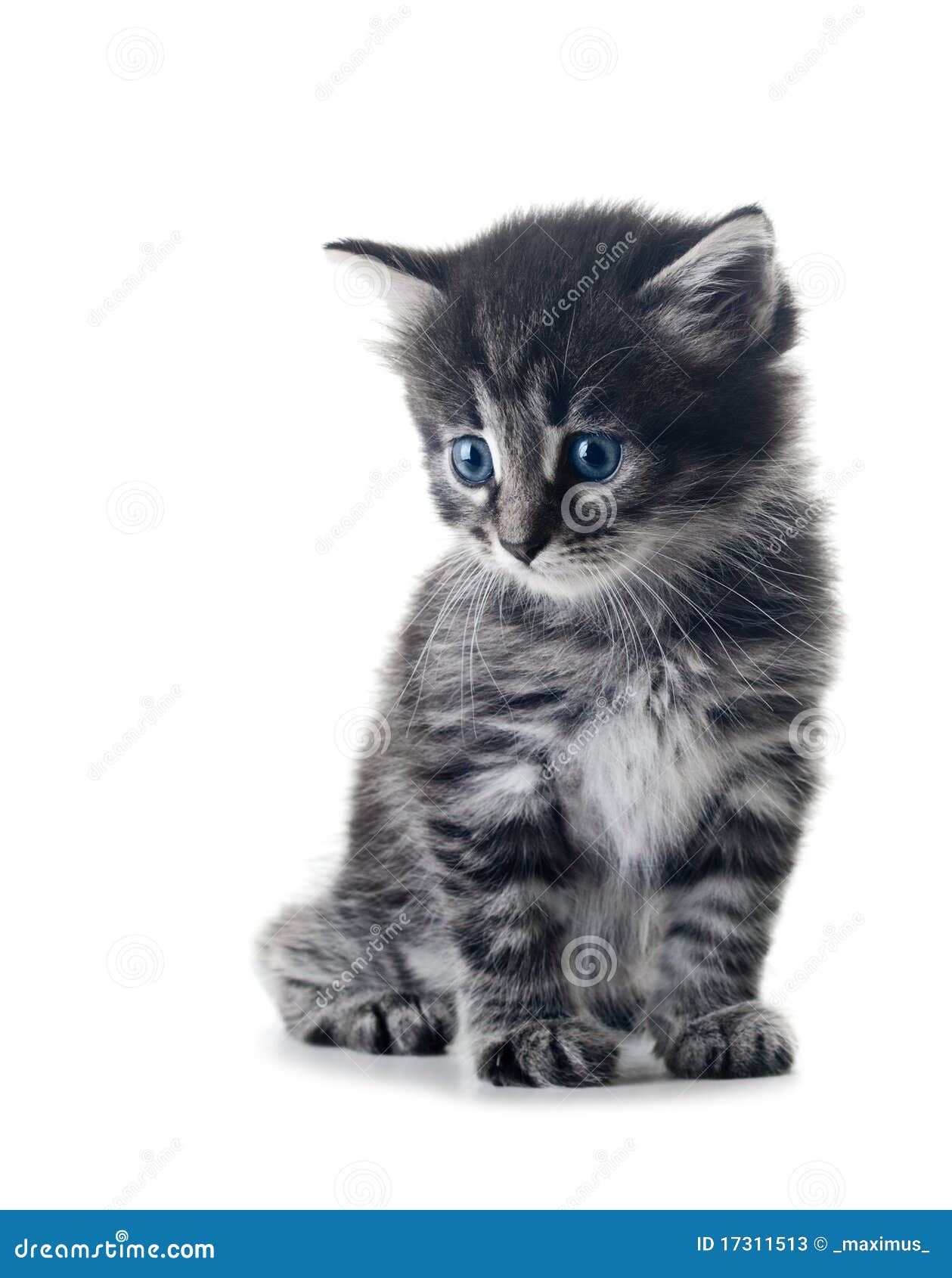 Kitten isolated stock image. Image of portrait, curiosity - 17311513