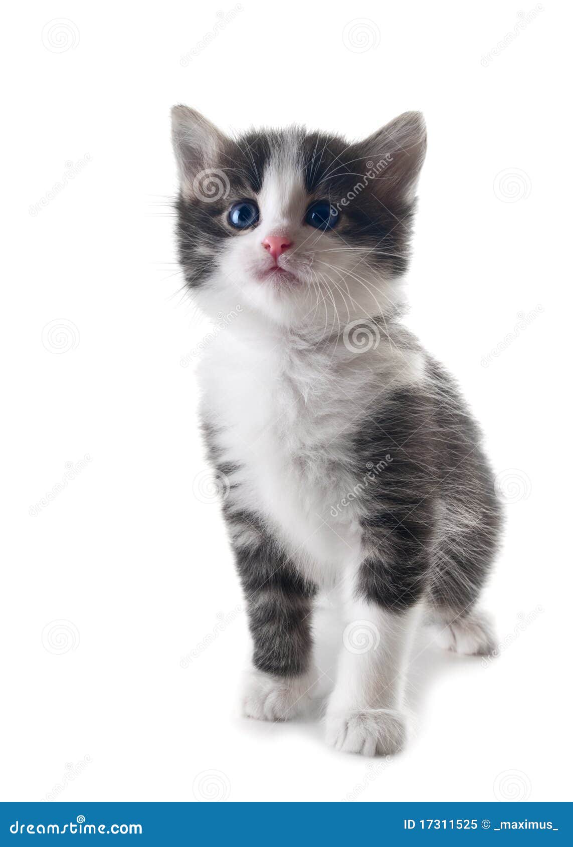 Kitten isolated stock image. Image of food, gray, nature - 17311525